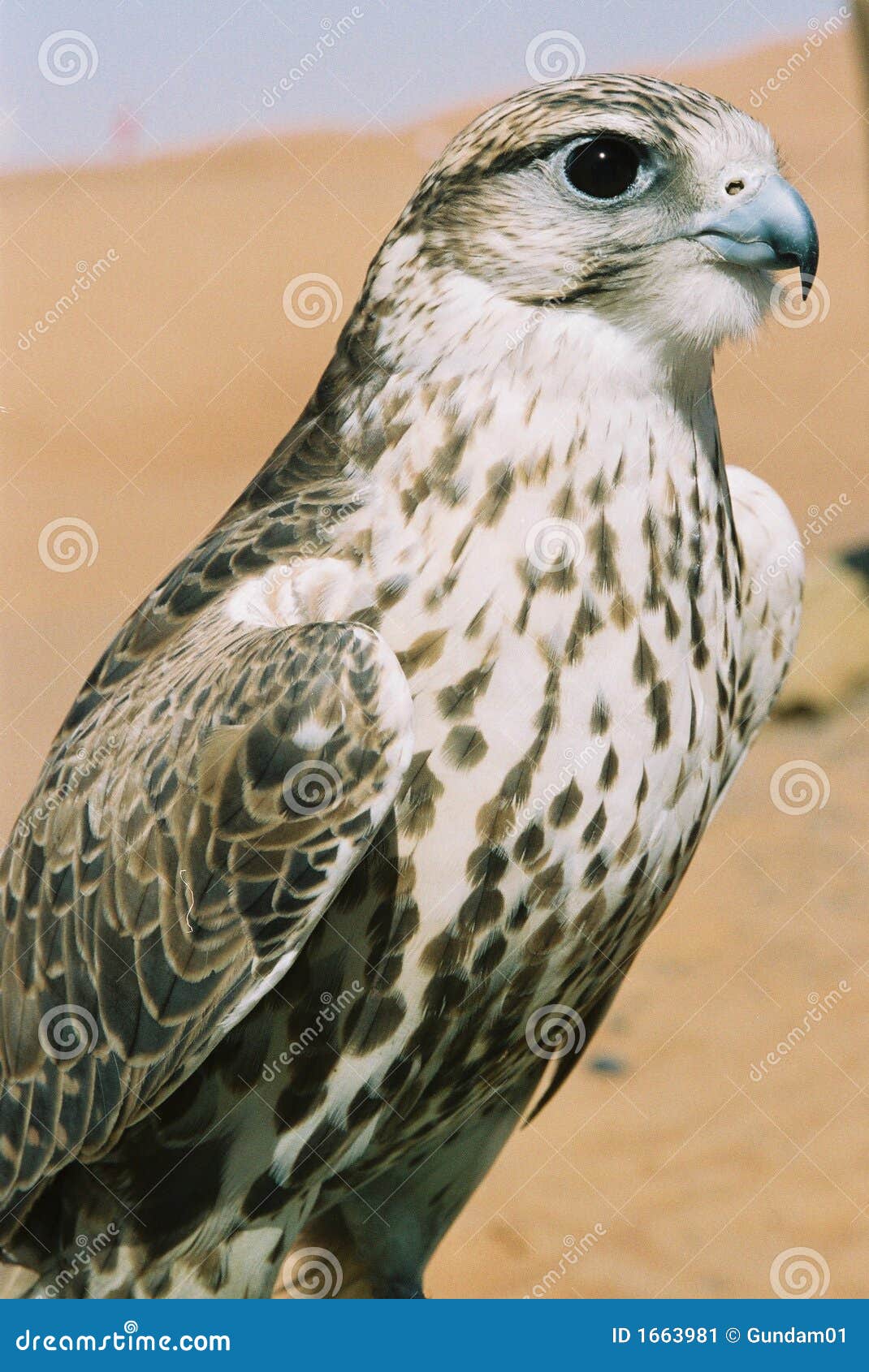 Falcon stock image. Image of animals, birds, desert, frey - 1663981