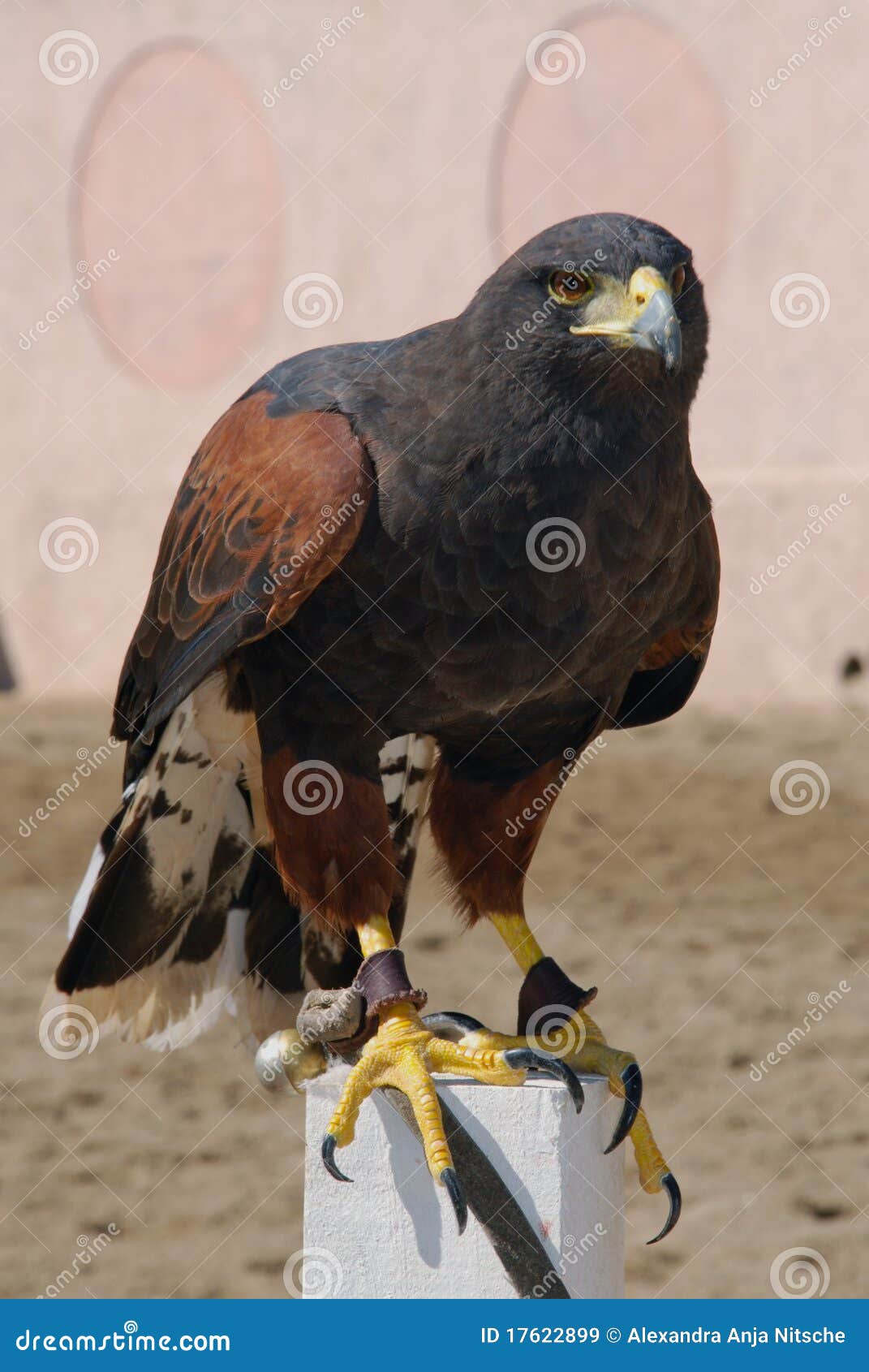 Falcon stock image. Image of flight, claw, fransisco - 17622899