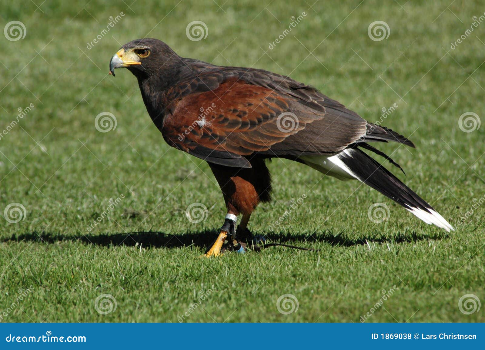 Falcon stock photo. Image of glare, eagle, power, killer - 1869038