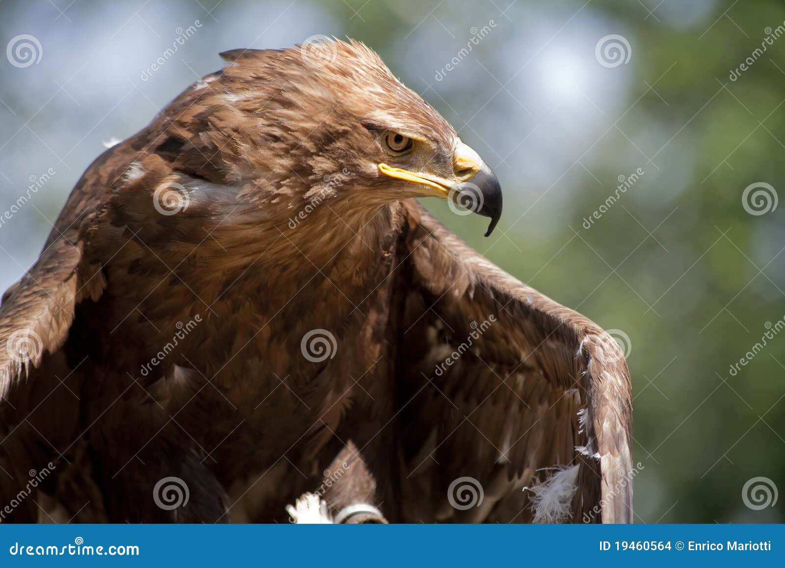 The falcon stock photo. Image of eagle, aggressive, hawk - 19460564