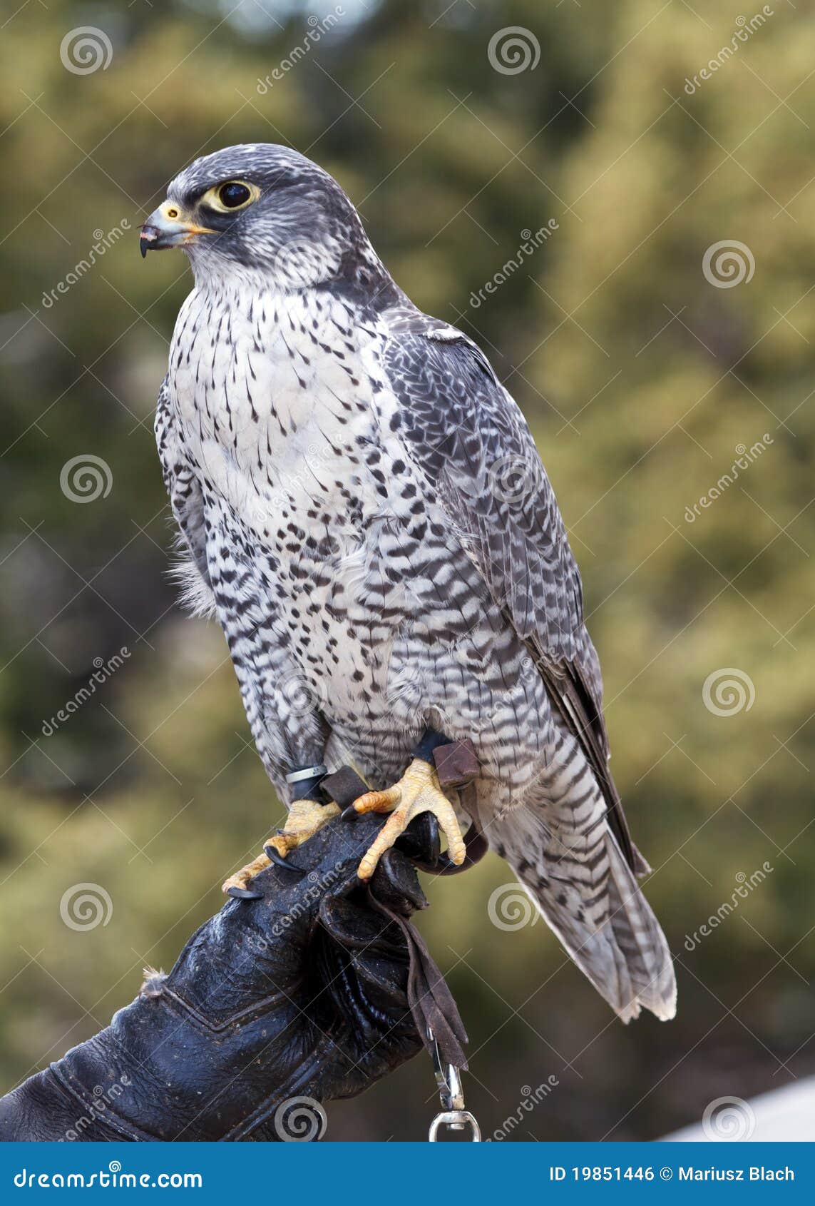 Falcon stock photo. Image of falcon, head, hunt, profile - 19851446