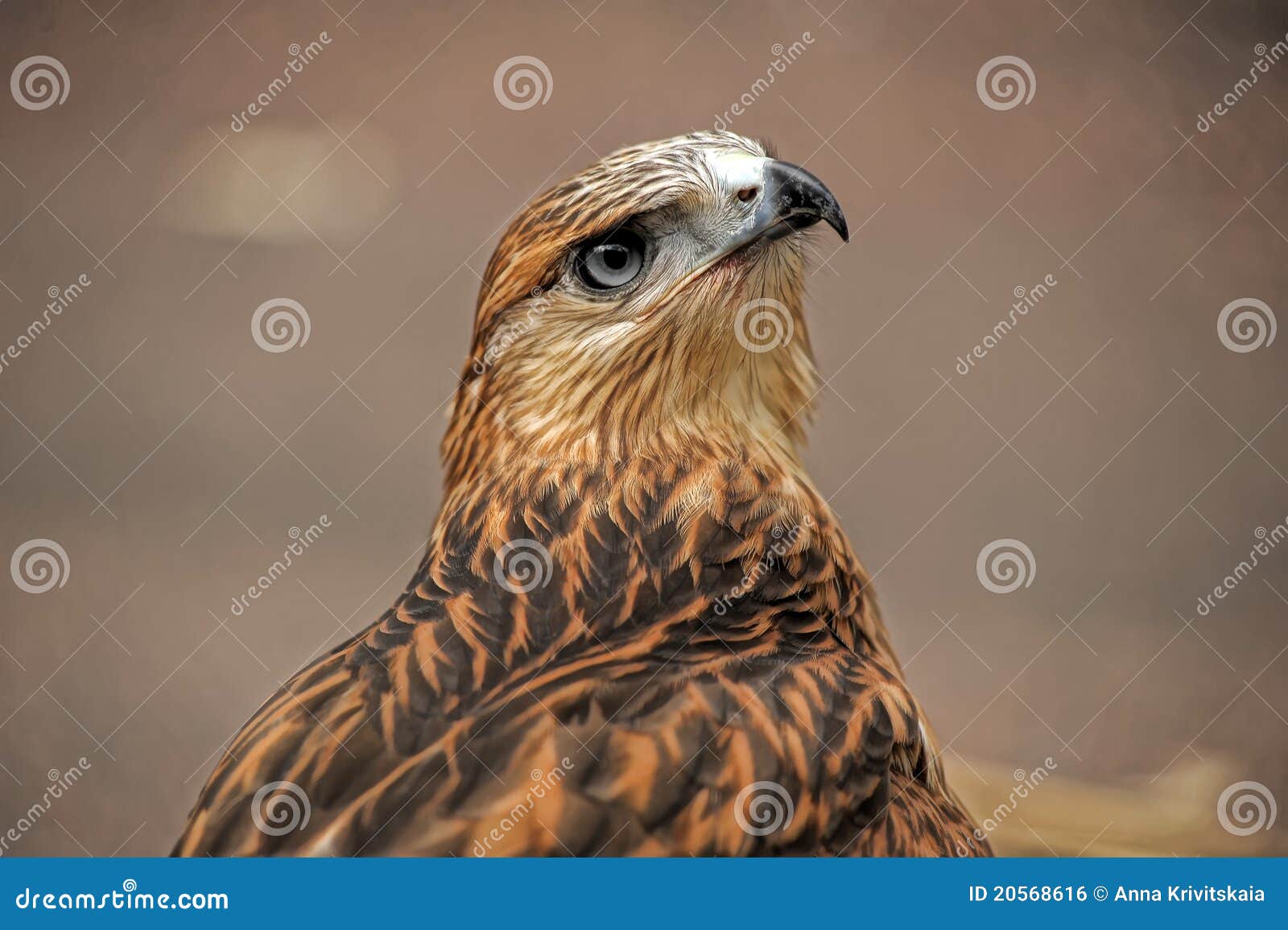Falcon stock photo. Image of hunting, falconry, staring - 20568616