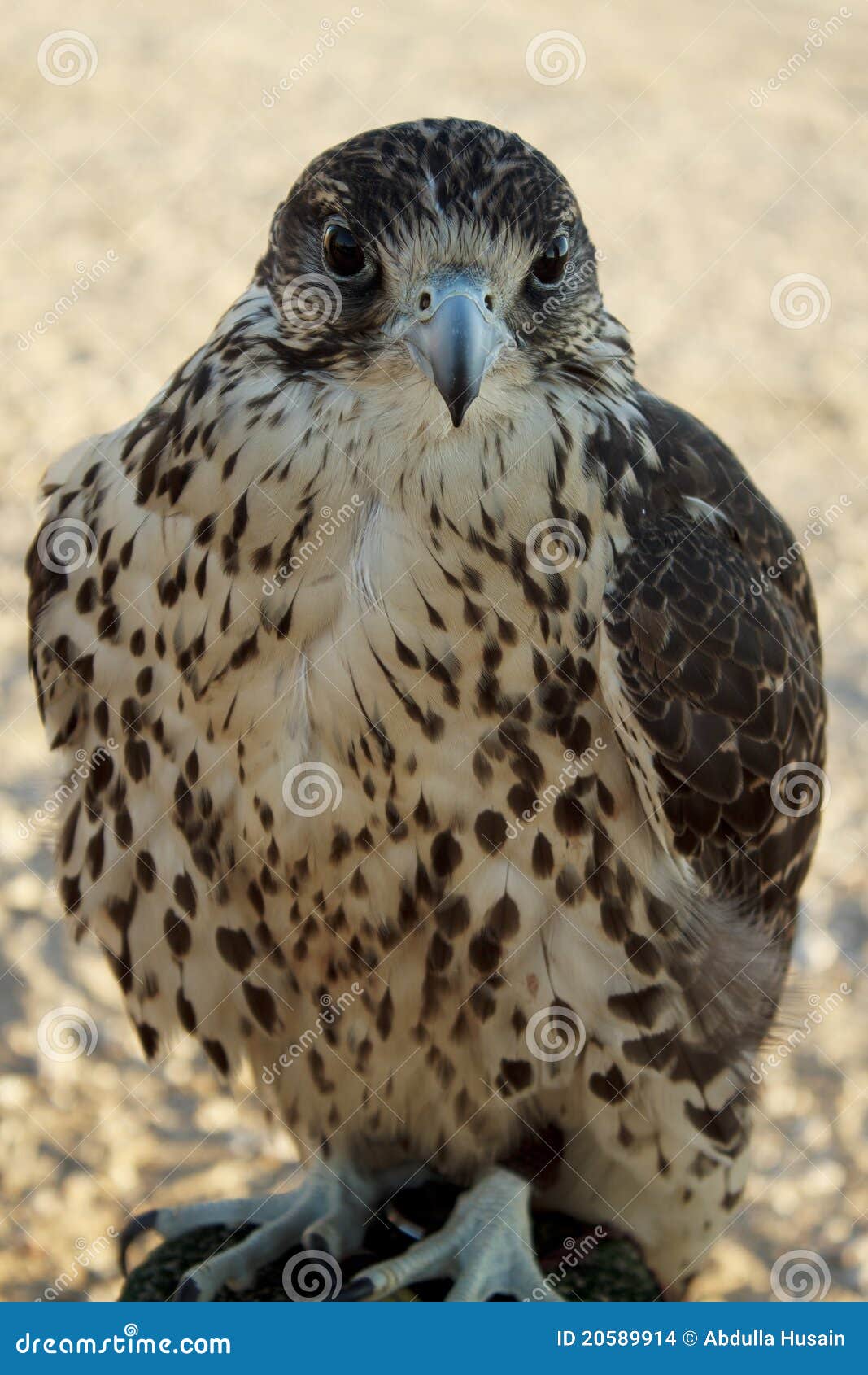 Falcon stock photo. Image of picnic, arabic, desert, trip - 20589914
