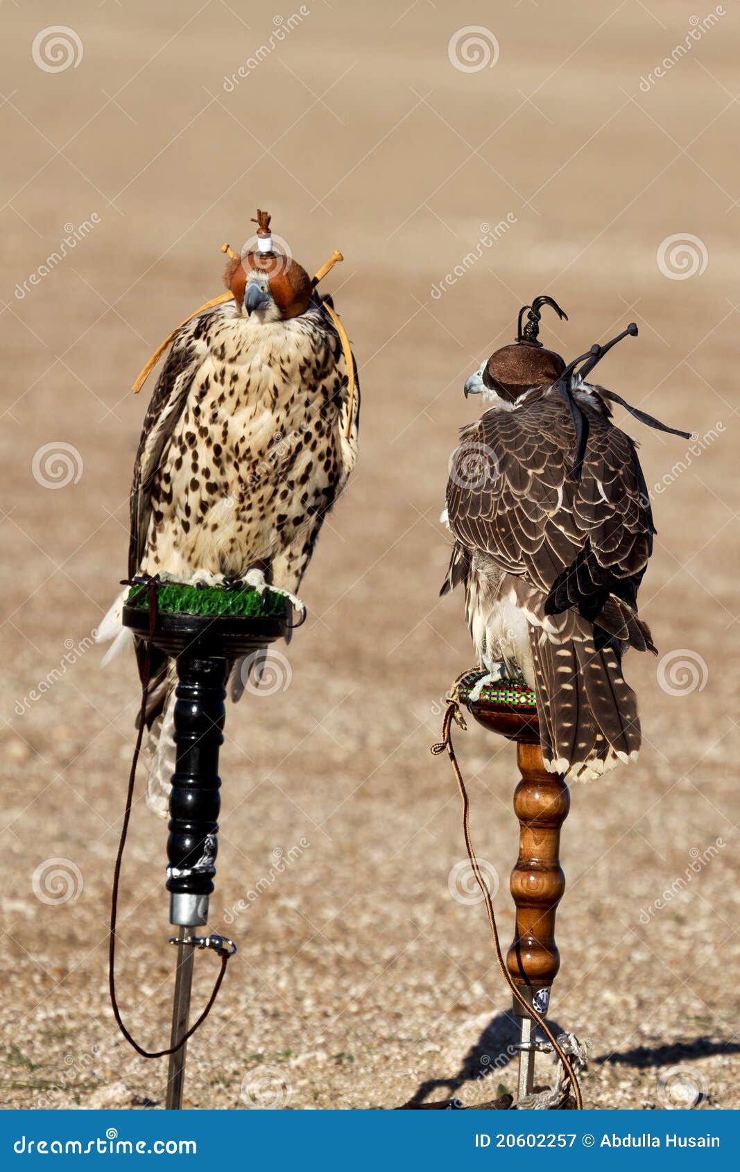 Falcon stock image. Image of arab, falcon, culture, kuwait - 20602257