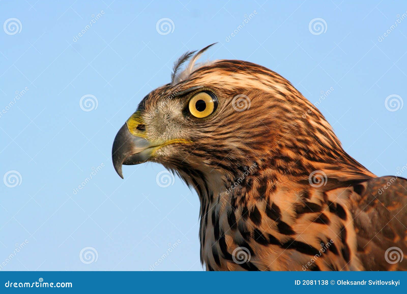Falcon stock photo. Image of feathered, falcon, nature - 2081138