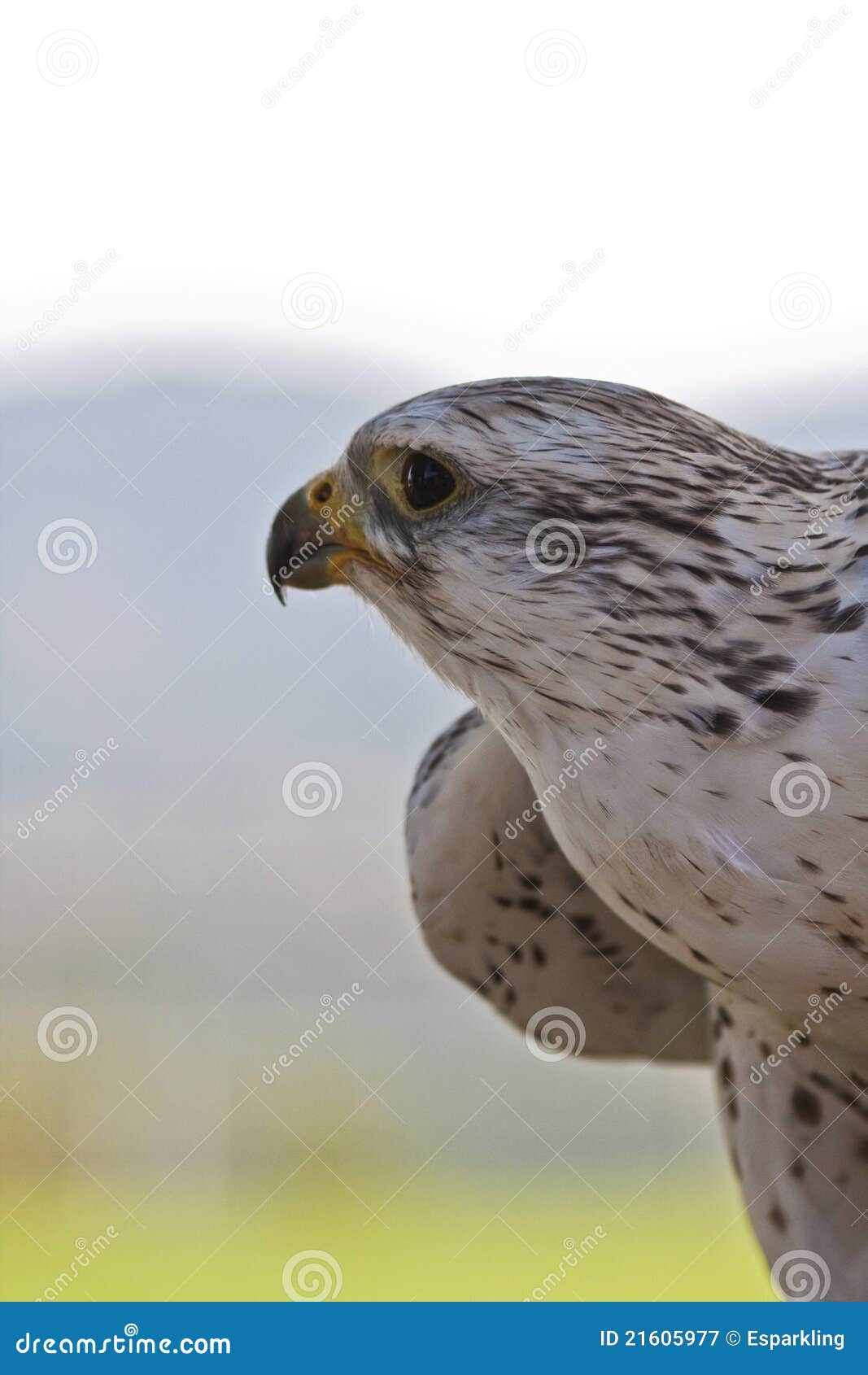 Falcon stock image. Image of avian, feathers, rapacious - 21605977