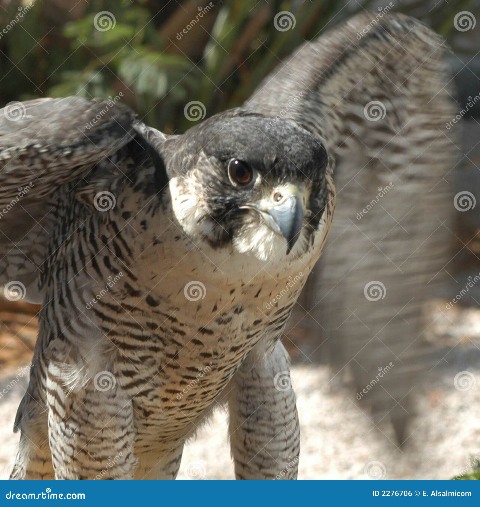 Falcon stock photo. Image of pwoer, strong, energy, speedy - 2276706