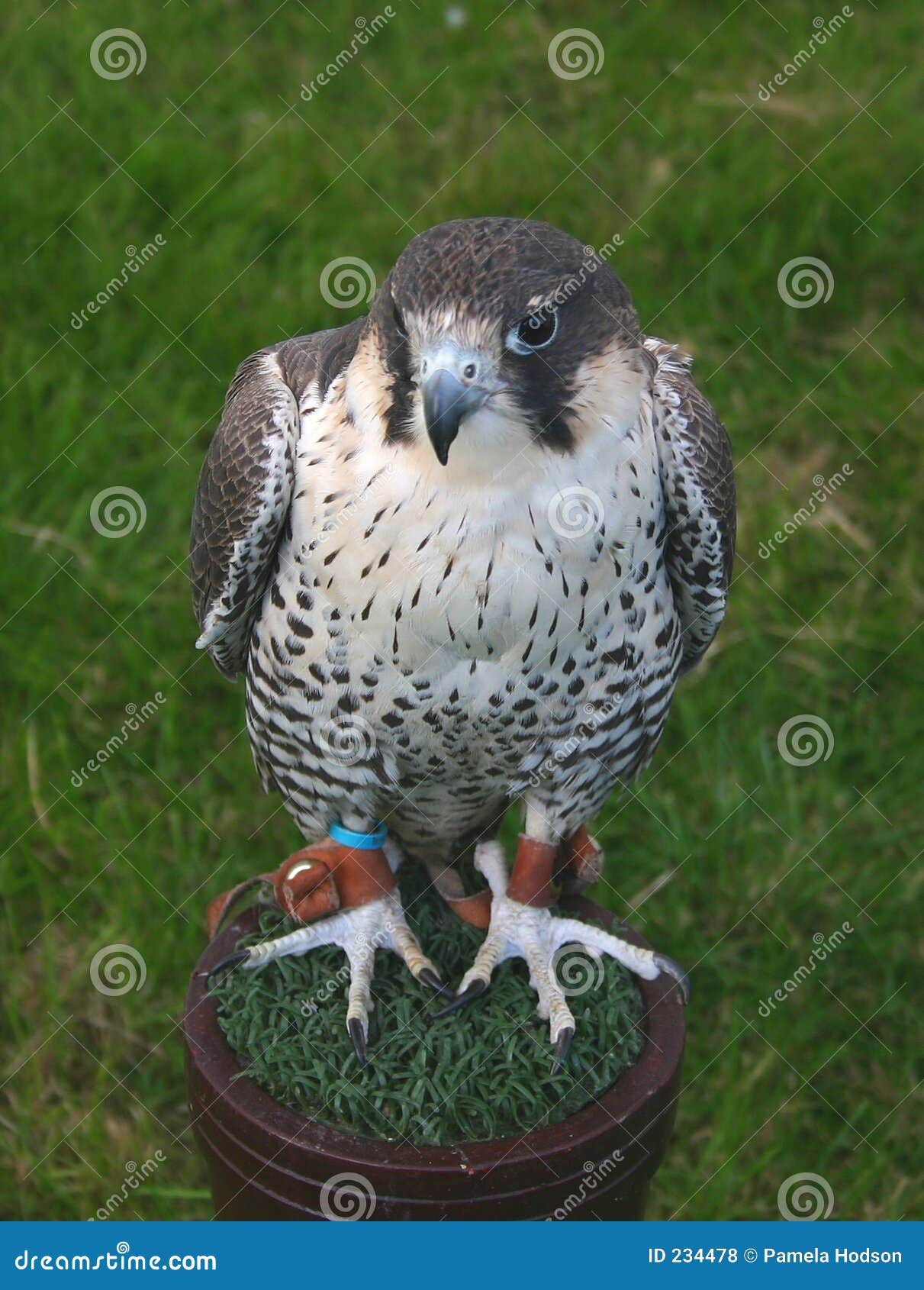 Falcon Picture. Image: 234478