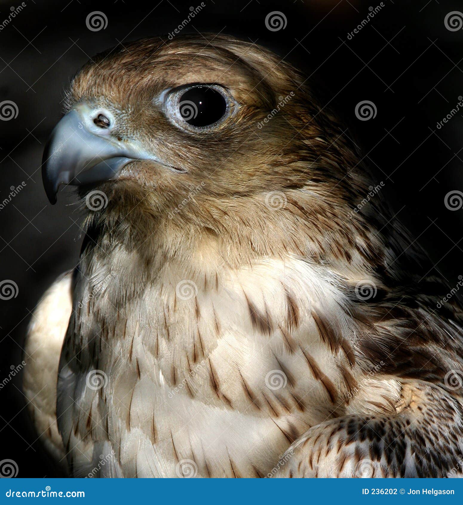 Falcon stock photo. Image of icelandic, feather, closeup - 236202