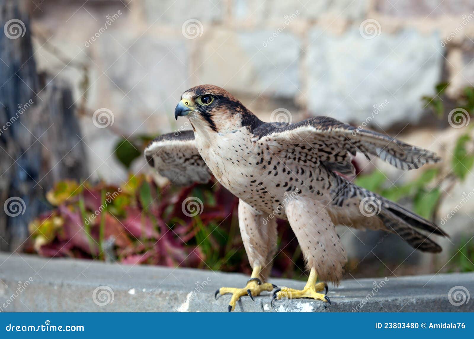 Falcon stock photo. Image of animals, hawk, bird, tunis - 23803480