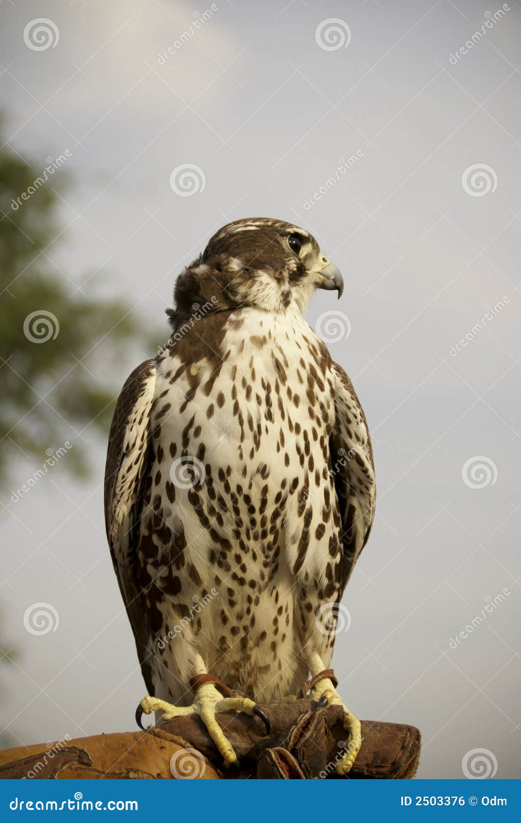 Falcon stock photo. Image of kill, hunt, power, diurnal - 2503376