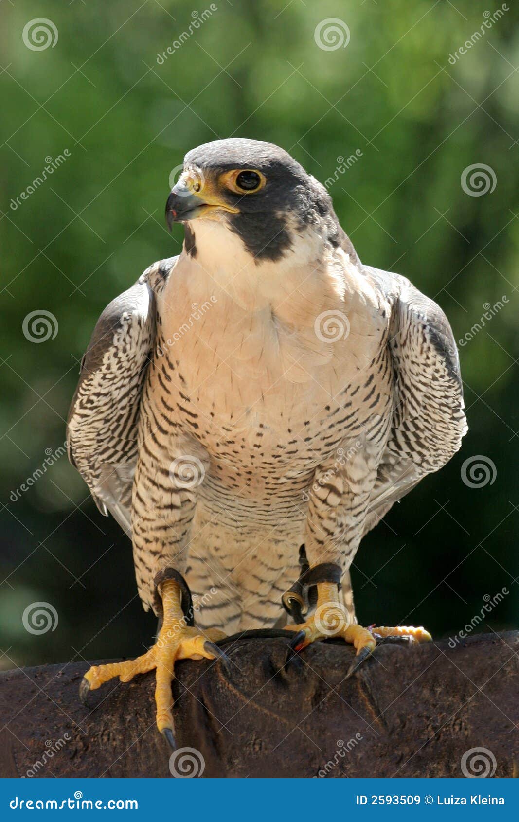 Falcon stock image. Image of prey, feather, beak, nature - 2593509