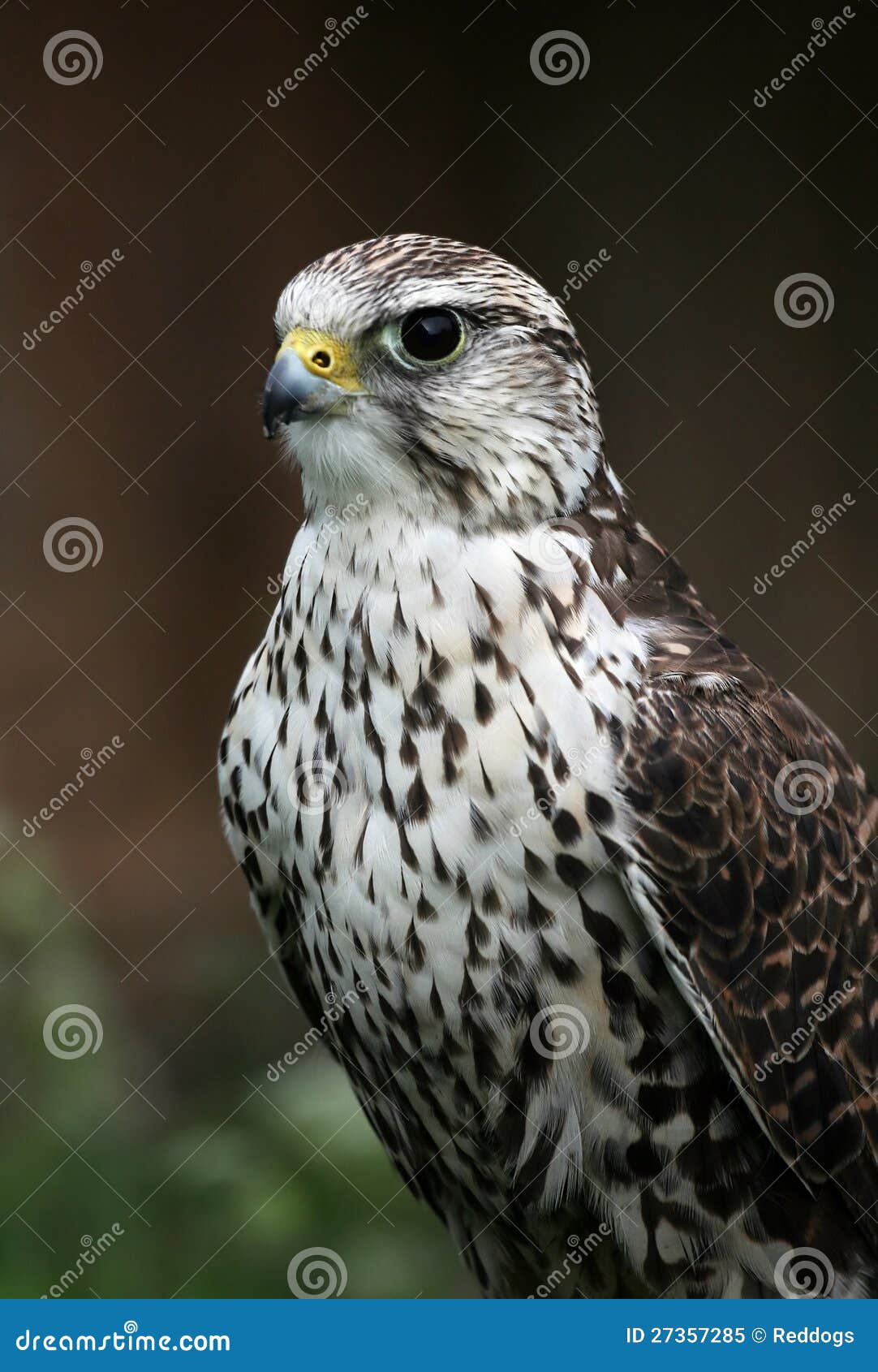 Falcon stock image. Image of feather, avian, hooked, hunting - 27357285
