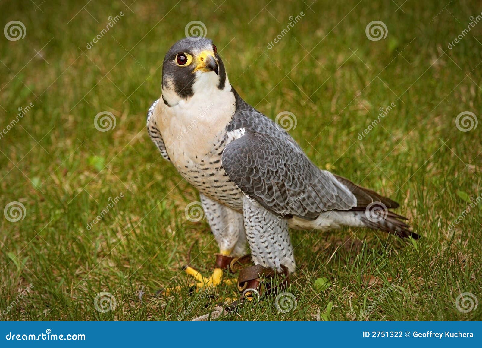 Falcon stock photo. Image of staring, animal, falcon, gazes - 2751322