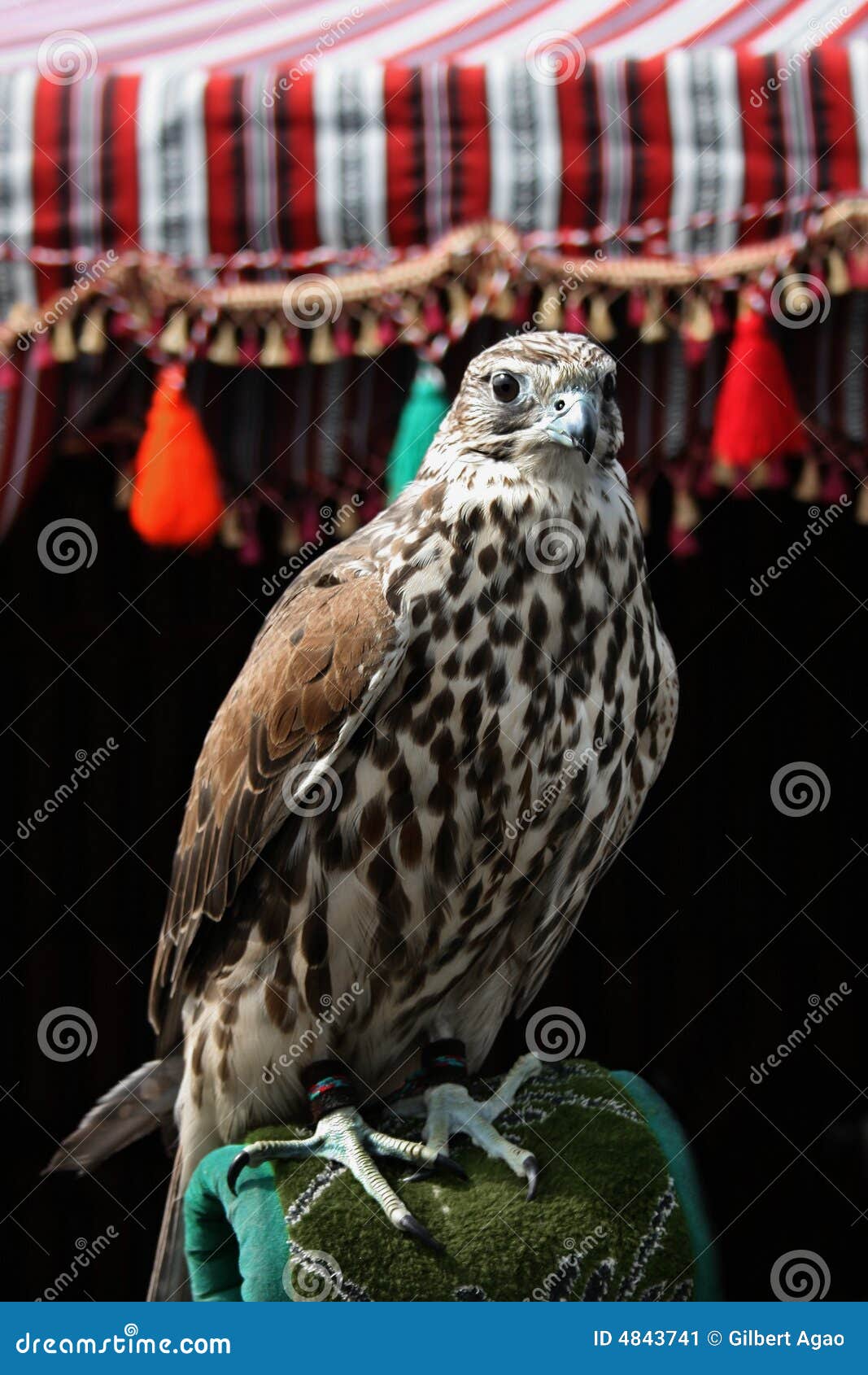 598 Falcon Vision Stock Photos - Free & Royalty-Free Stock Photos from ...