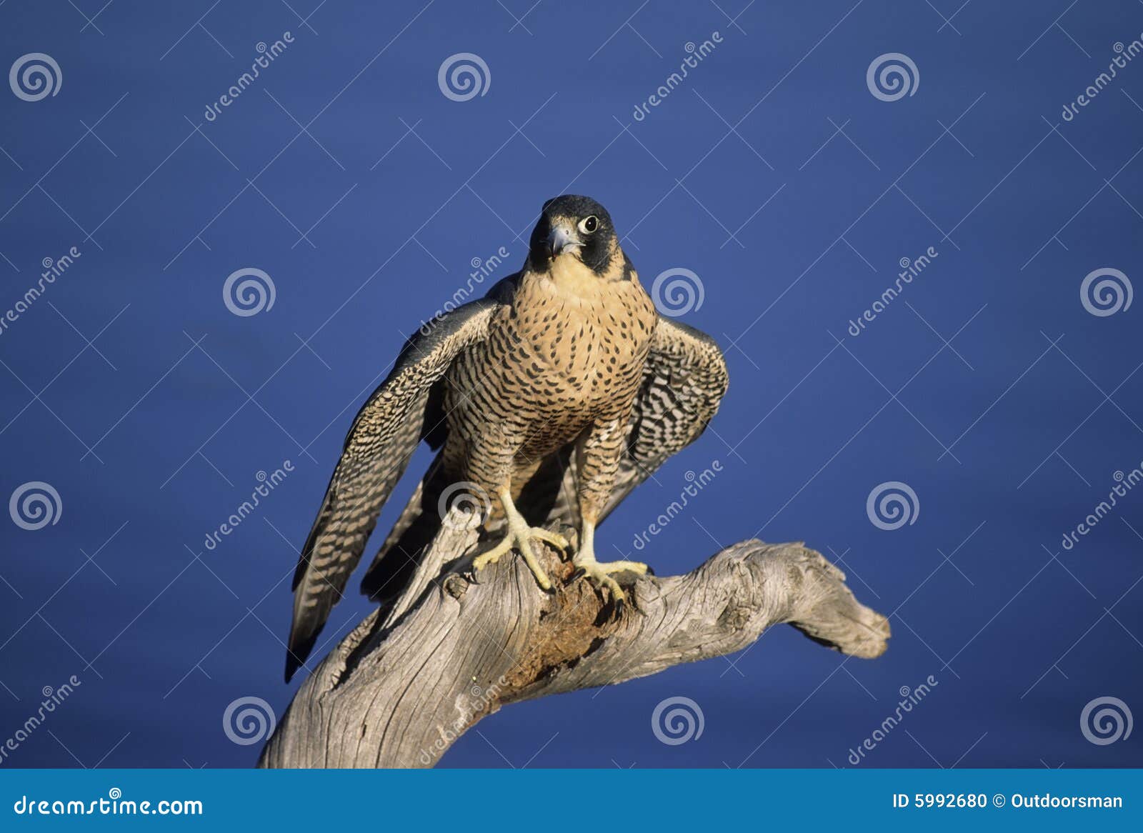 Falcon stock photo. Image of raptor, wildlife, talons - 5992680