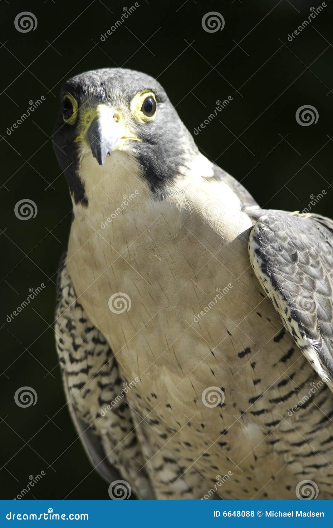 Falcon stock photo. Image of awareness, falcon, eyes, living - 6648088