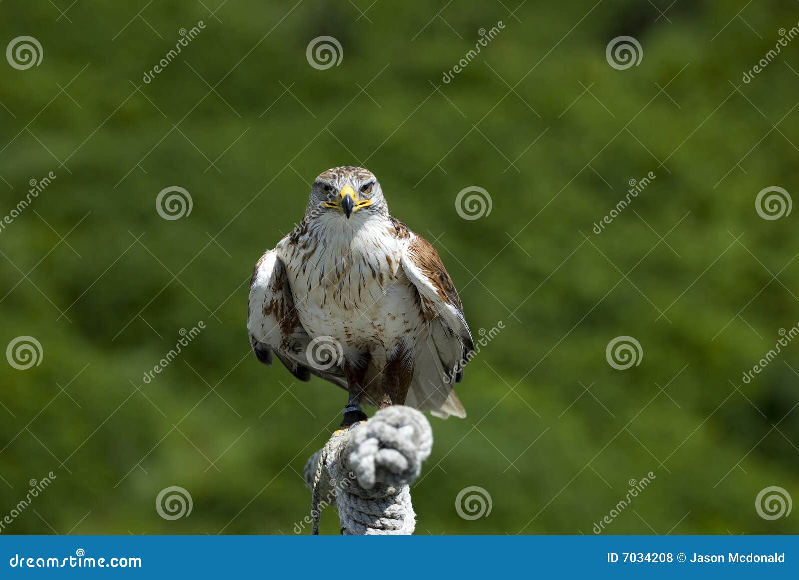 Falcon stock photo. Image of falcon, canada, wildlife - 7034208