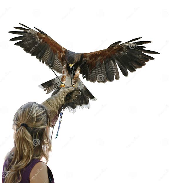 Falcon stock photo. Image of scavenger, extintion, feathers - 7703734