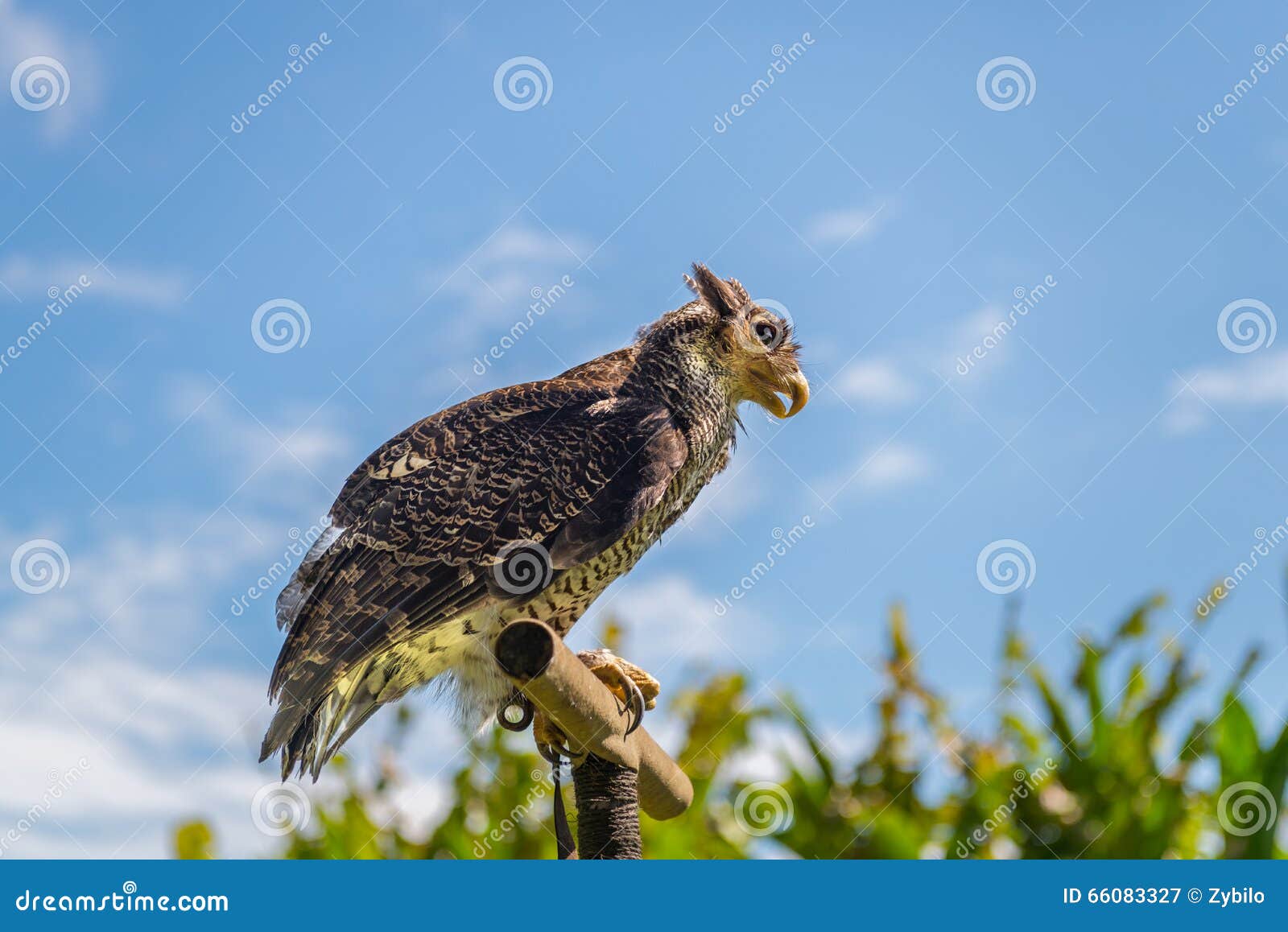 Birds In The Park Of The Golden Head, Aka Parc De La Tete D'Or In Lyon ...
