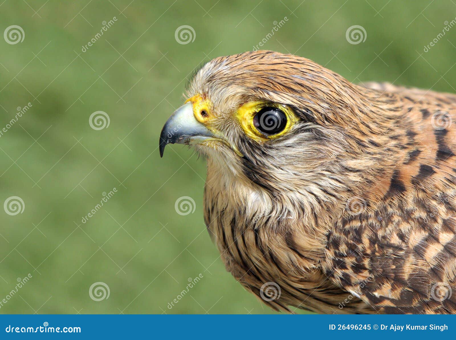 A Falcon with Beautiful Eyes Stock Image - Image of animal, flying ...