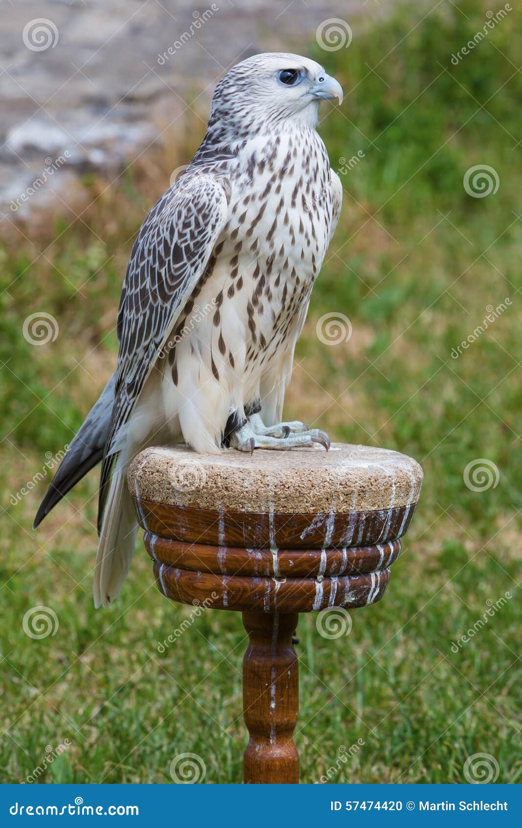 Falcon stock photo. Image of nature, fastest, majestic - 57474420