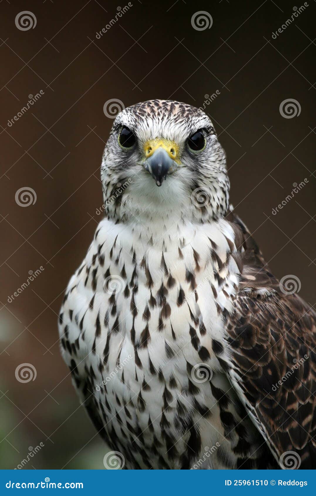 Falcon bird stock photo. Image of falconry, falco, animal - 25961510