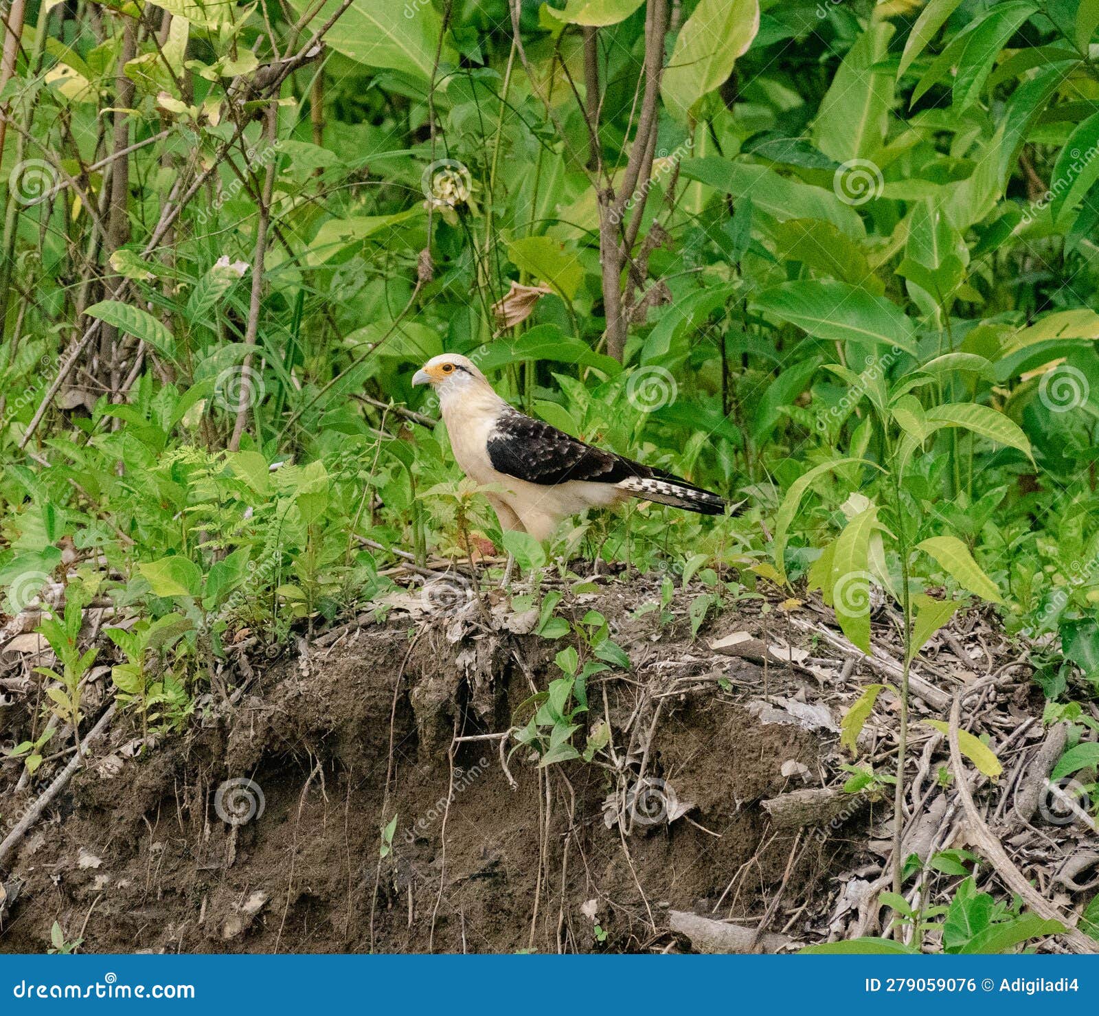A Falcon Bird in the Amazon Region Stock Photo - Image of bird ...