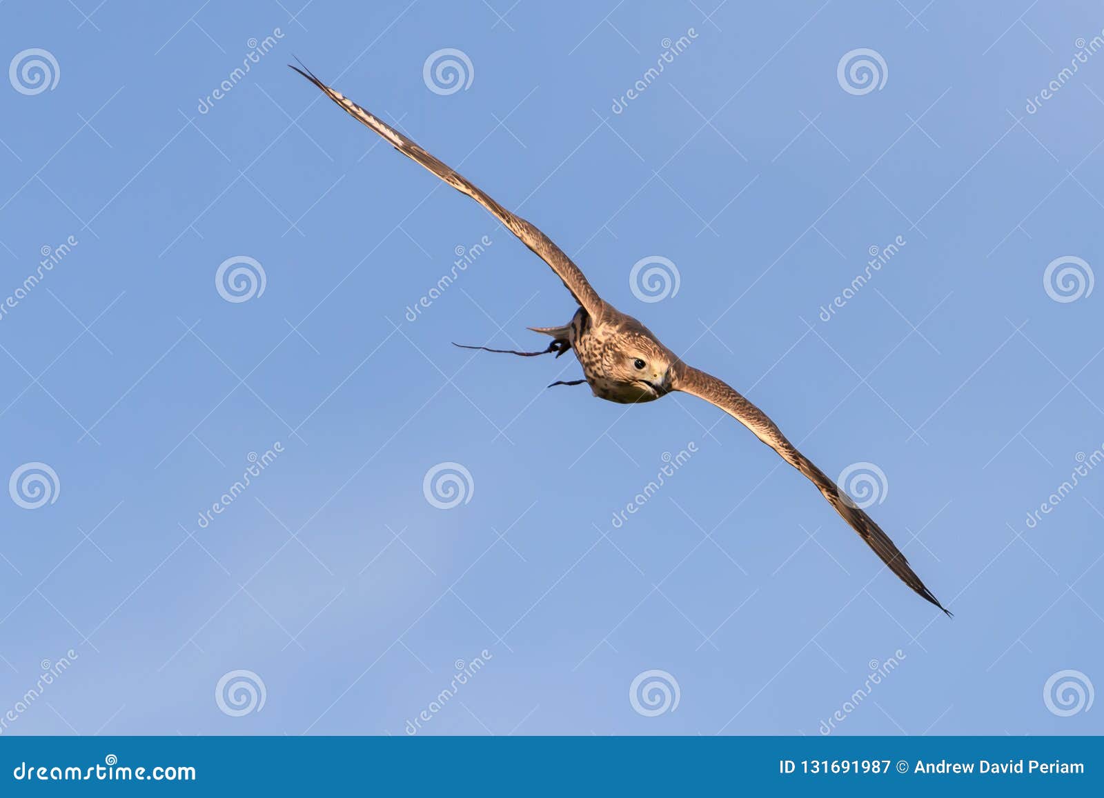 Falcon bird in flight stock image. Image of arrow, falco - 131691987