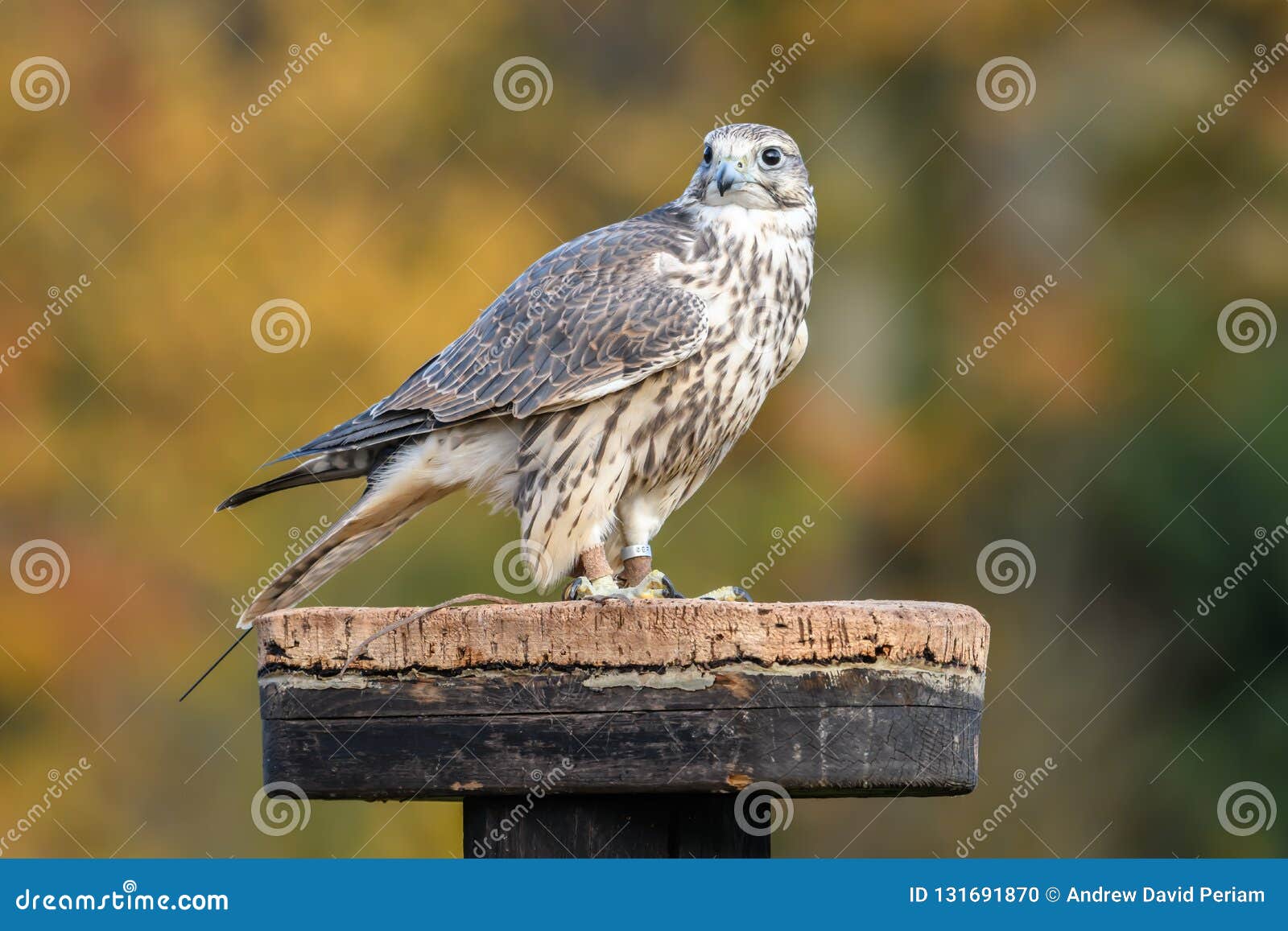 Falcon bird on a perch stock photo. Image of avian, blue - 131691870
