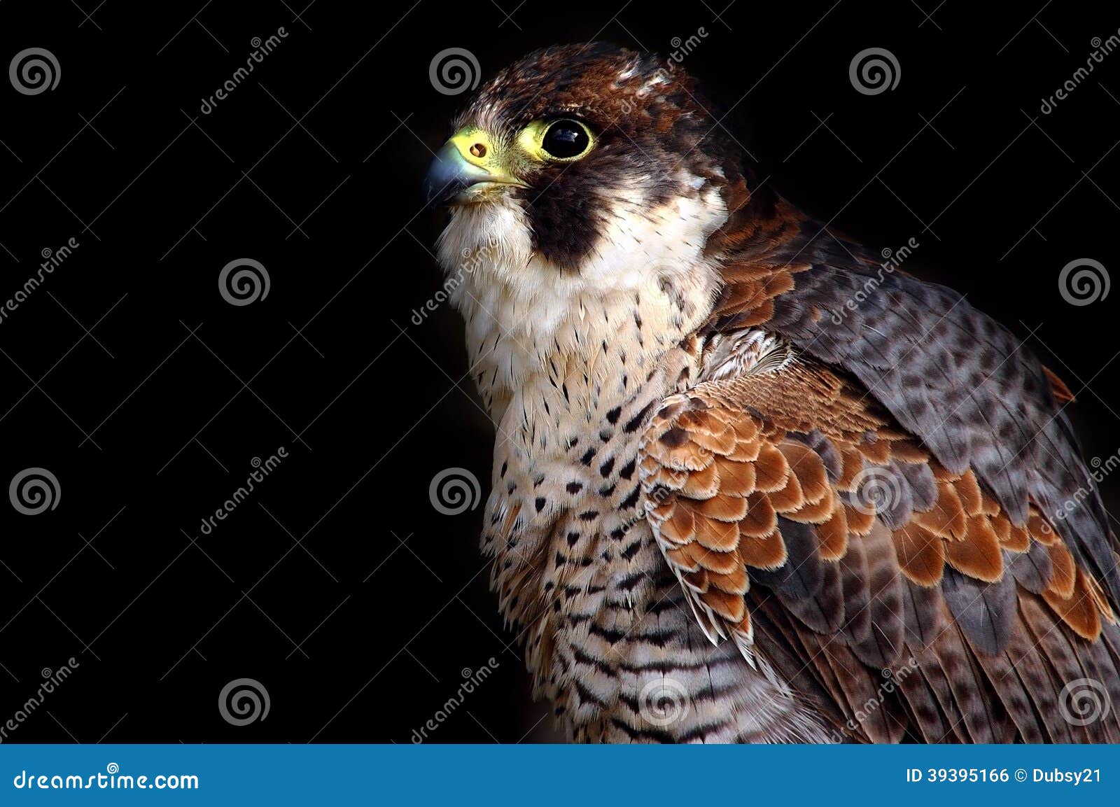 Falcon Bird of (2) stock photo. Image of stare, nature - 39395166