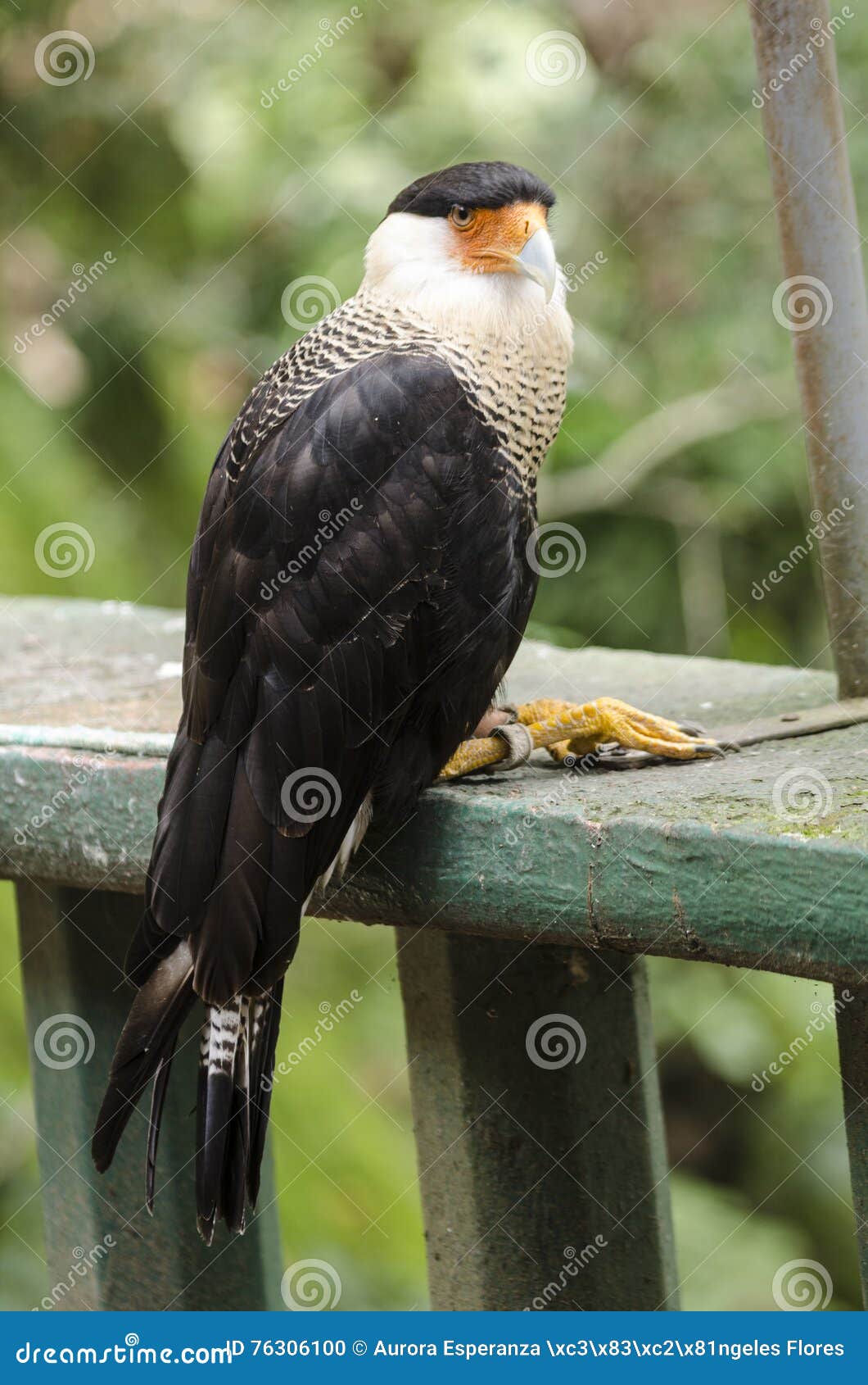 Falcon bird stock photo. Image of wild, wildlife, cord - 76306100