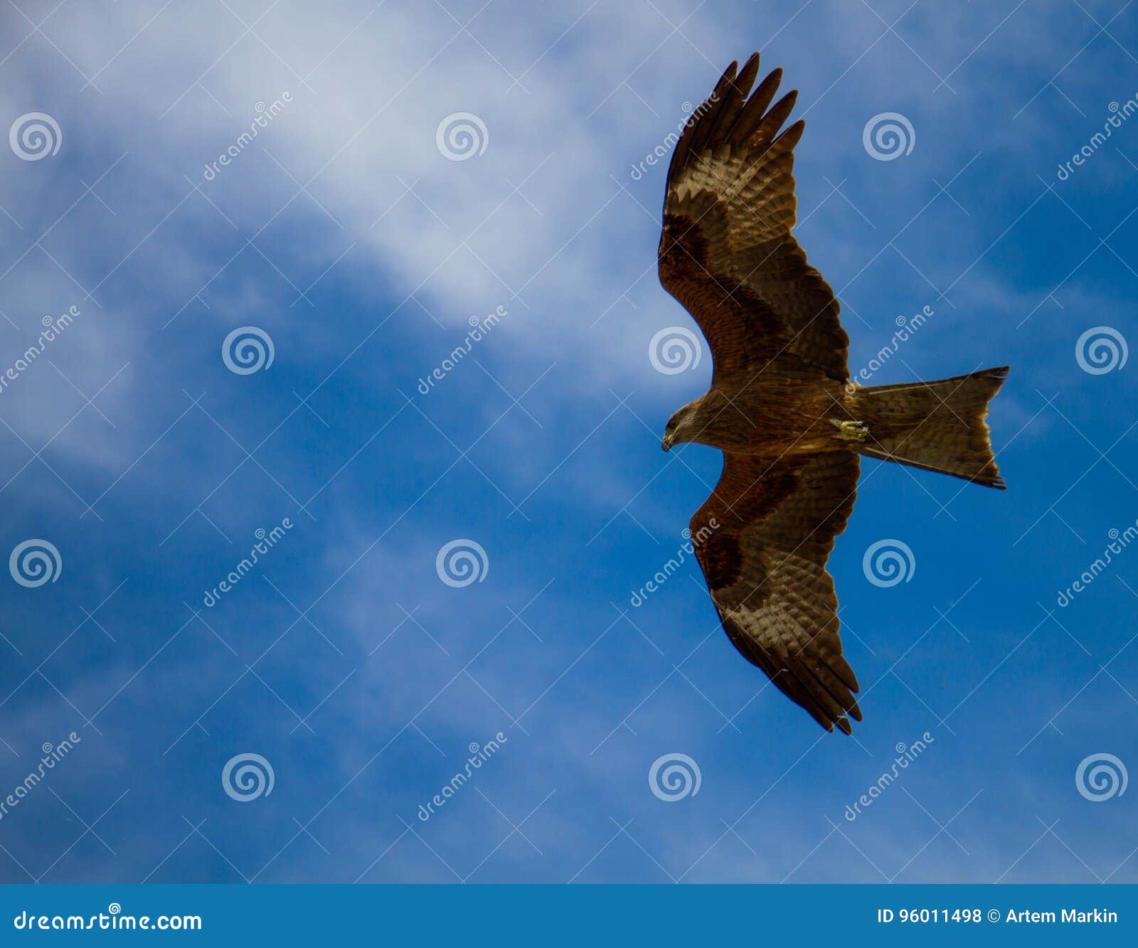 The Falcon in the Blue Sky Hovers Its Wings Stock Photo - Image of hawk ...