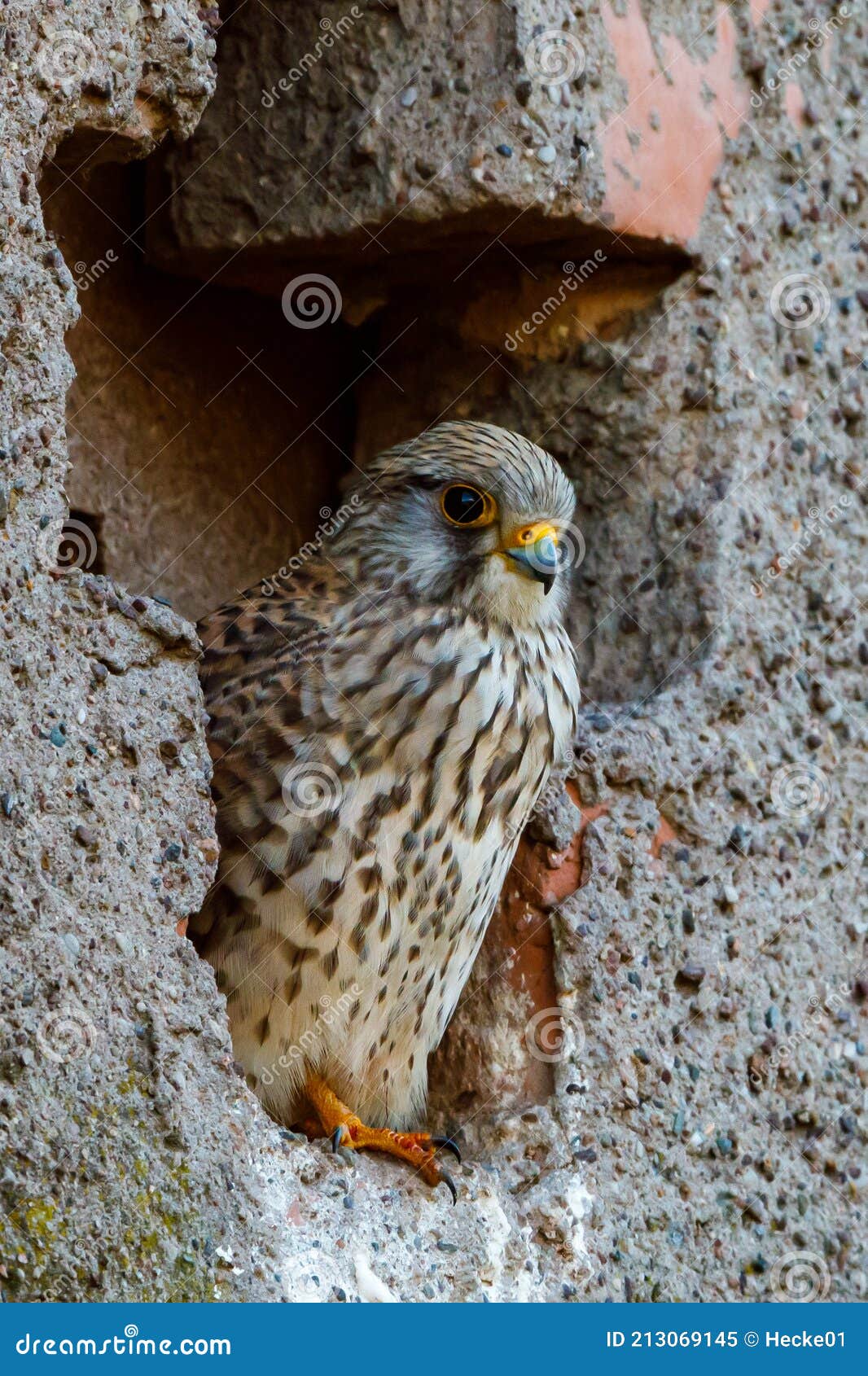 Alcon at the breeding cave stock image. Image of hawk - 213069145