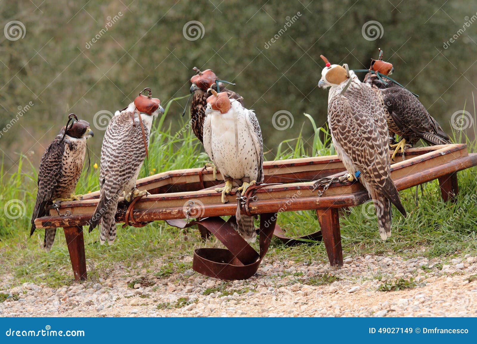 Falcon breeding falcons stock image. Image of avian, falconidae - 49027149