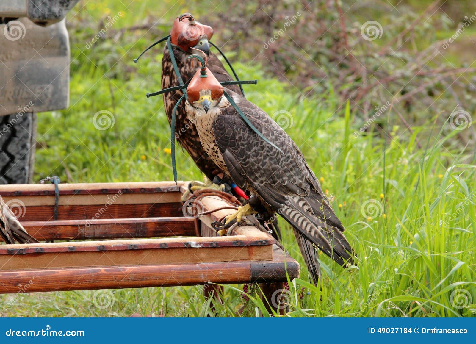 Falcon breeding falcons stock photo. Image of communal - 49027184