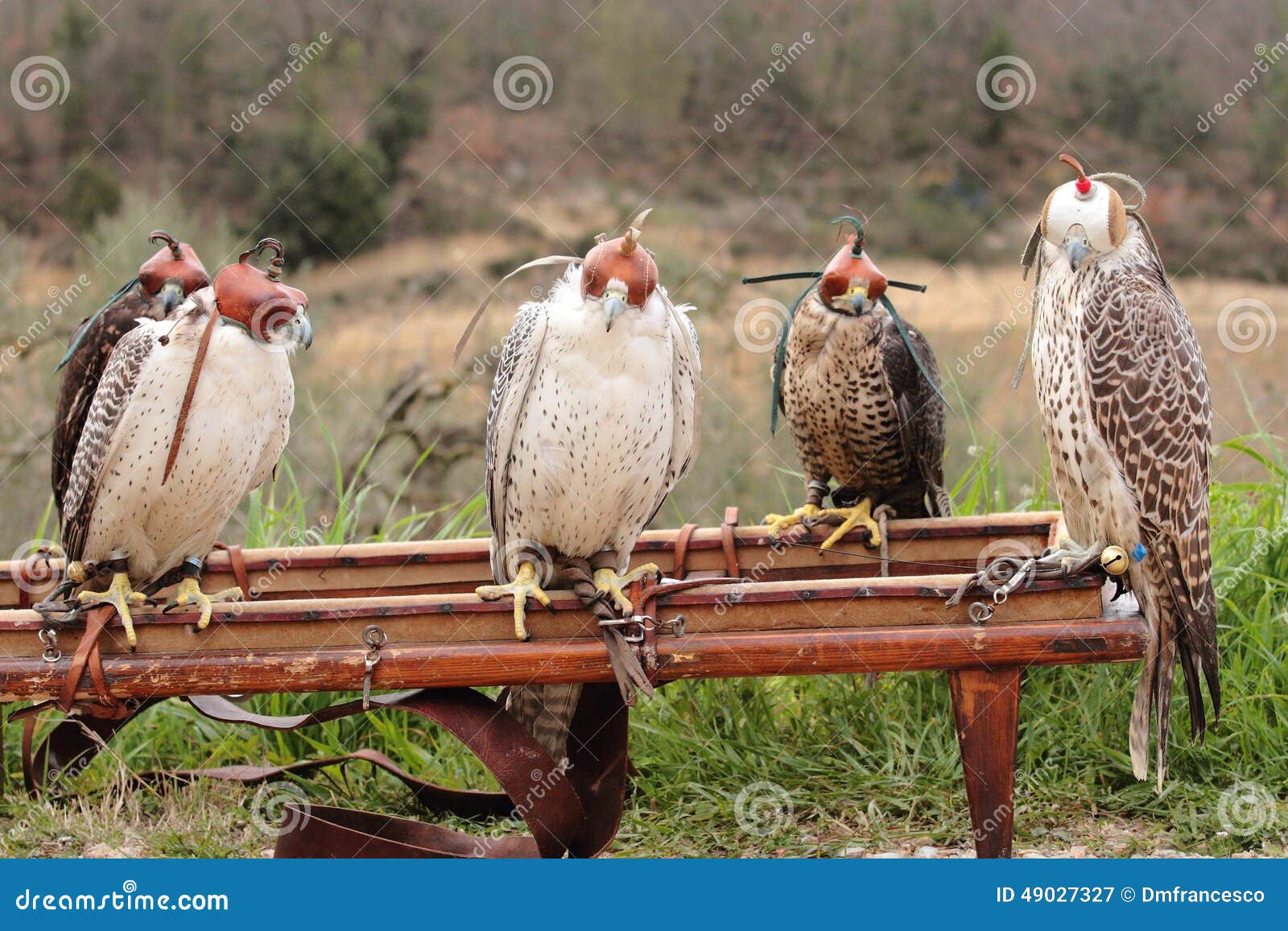Falcon breeding falcons stock image. Image of folksy - 49027327
