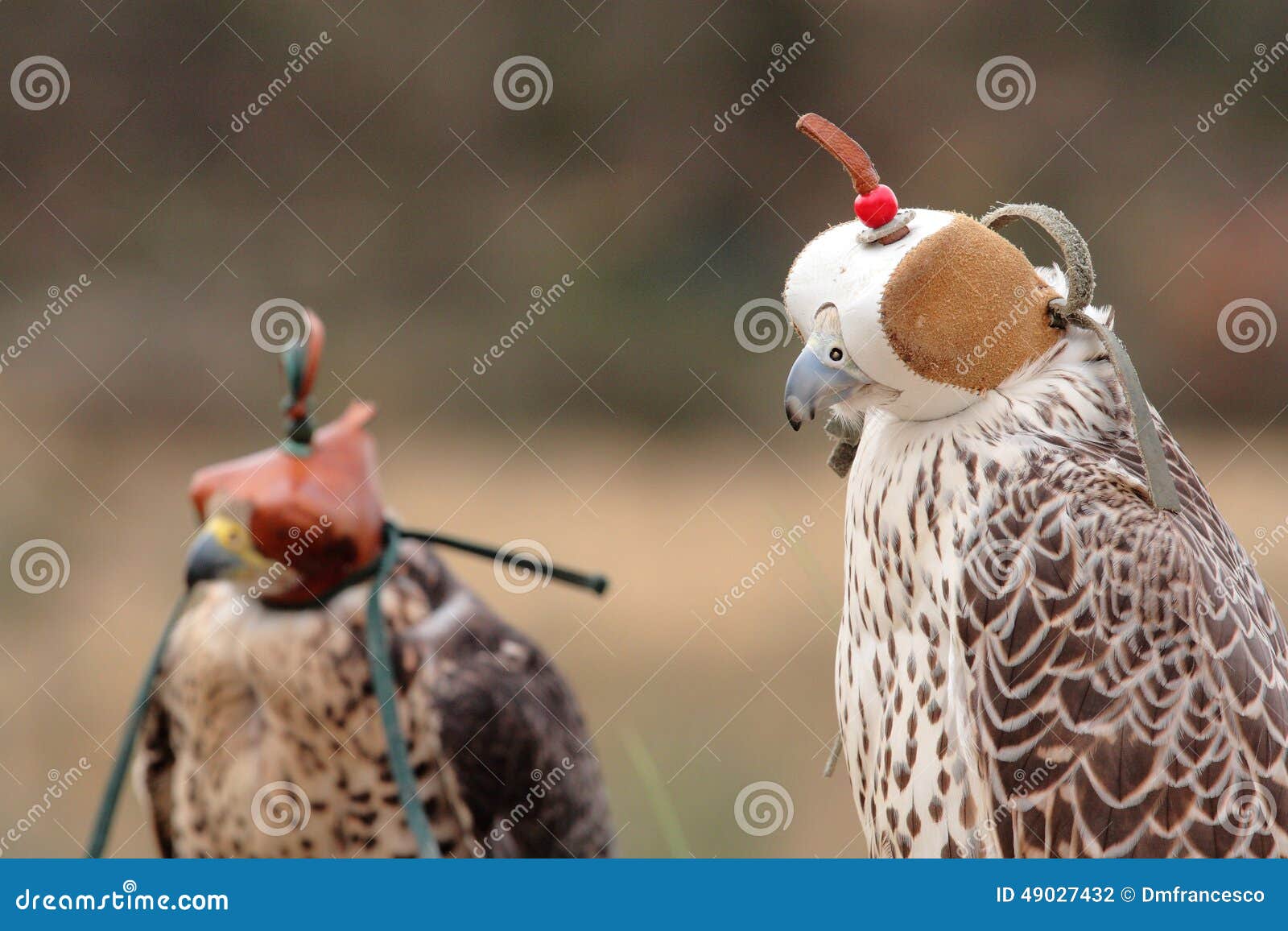 Falcon breeding falcons stock photo. Image of hawk, feathery - 49027432