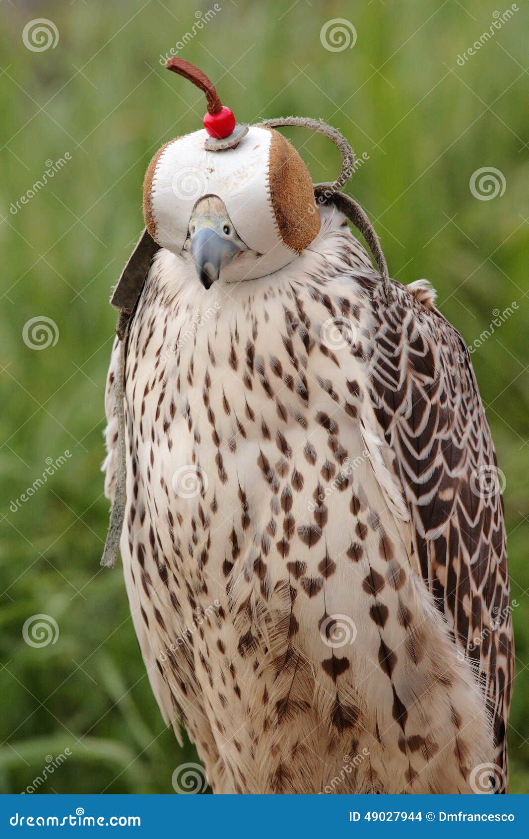 Falcon breeding falcons stock photo. Image of hawk, anzianotto - 49027944