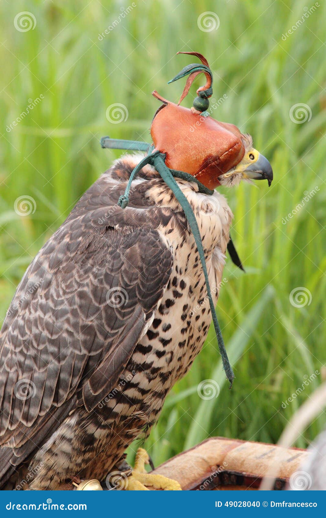 Falcon breeding falcons stock photo. Image of falconidae - 49028040