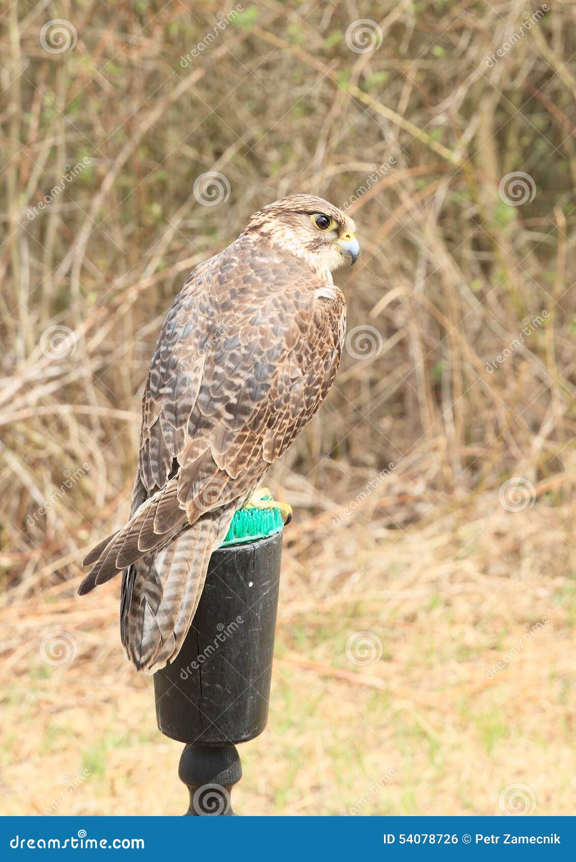 Falcon stock photo. Image of perch, feather, hawk, brown - 54078726