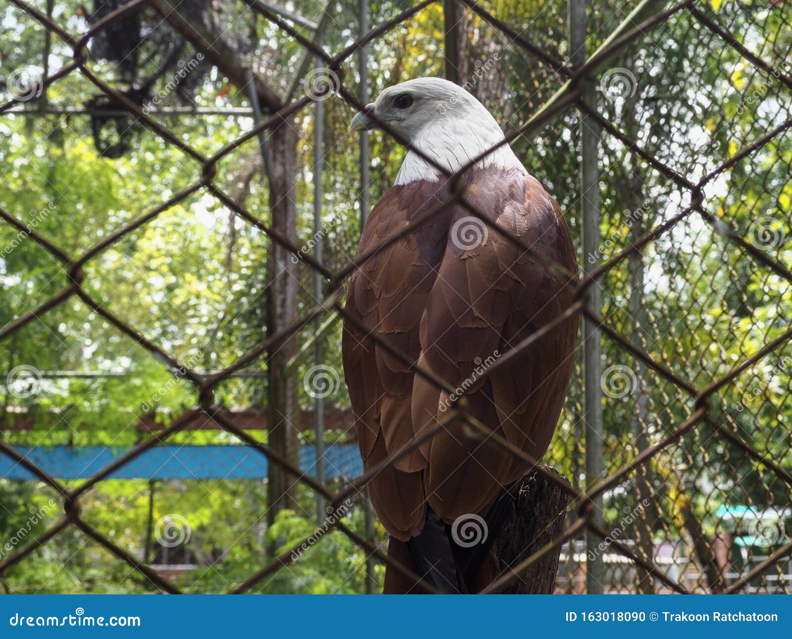 Falcon in the cage stock photo. Image of bird, animal - 163018090