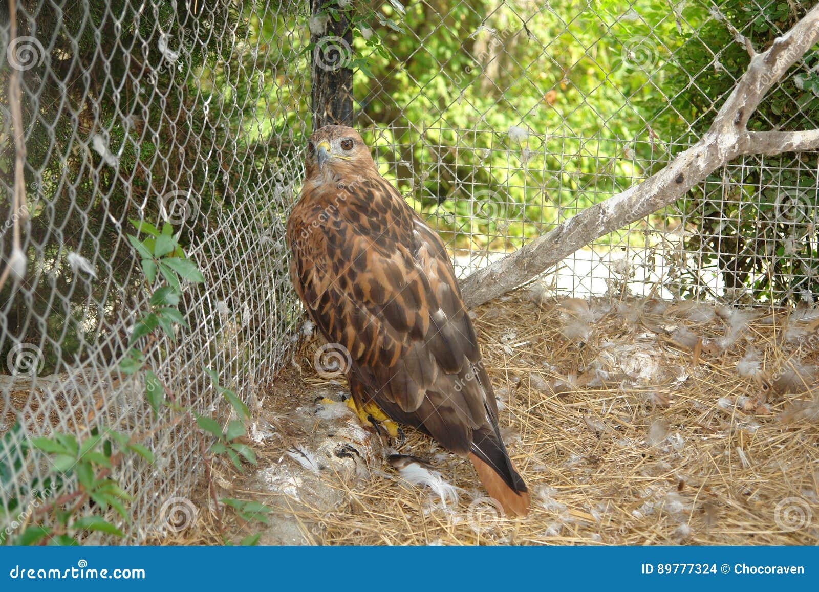 Falcon in a cage stock photo. Image of prey, predator - 89777324