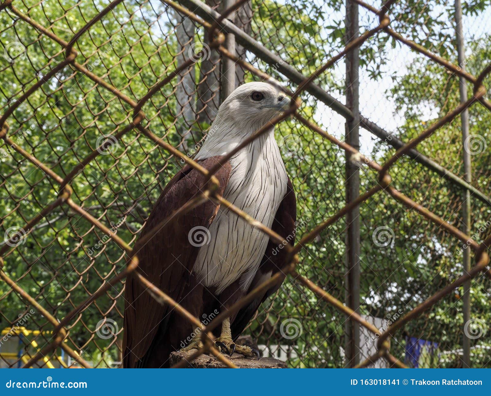 Falcon in the cage stock image. Image of bird, wing - 163018141
