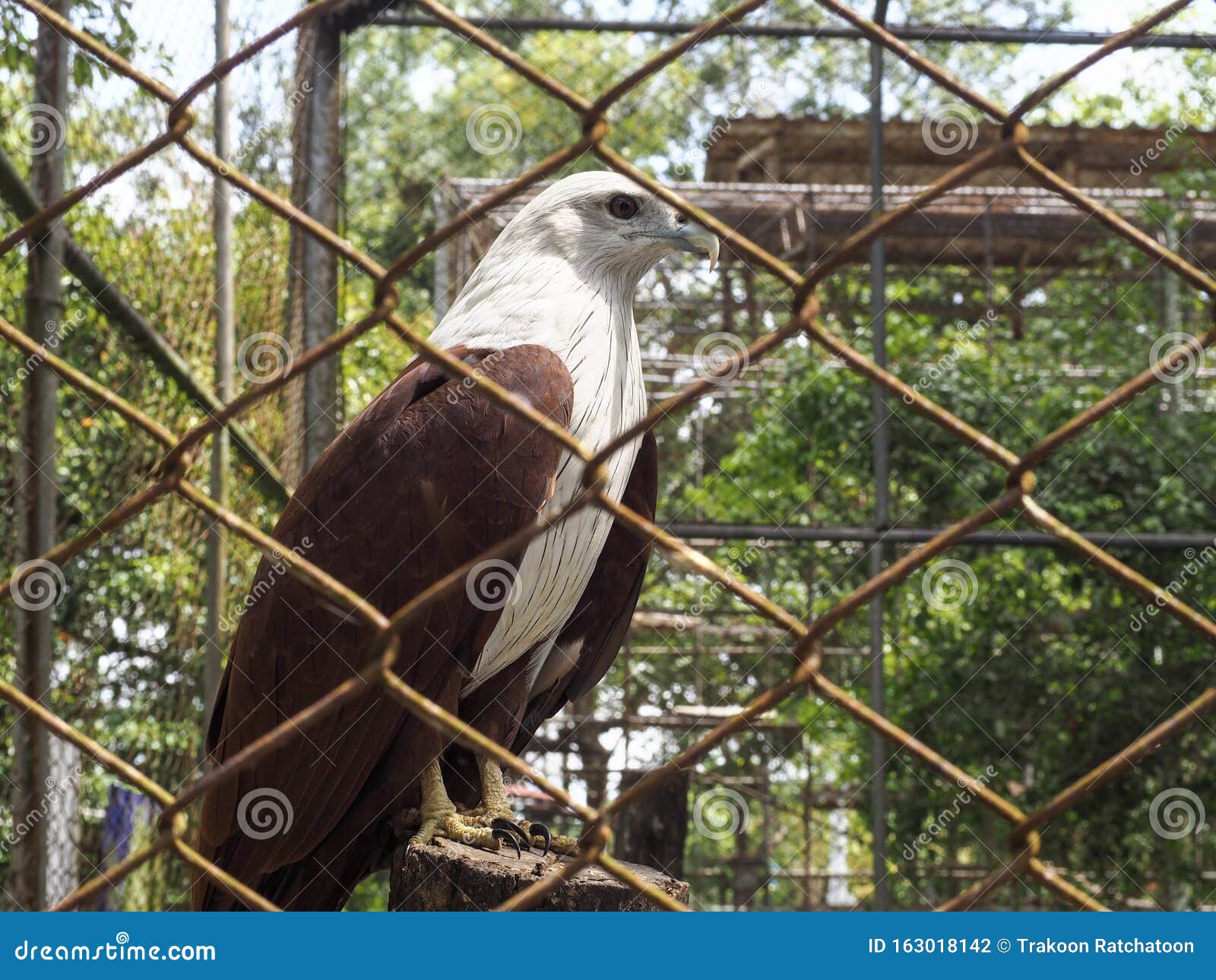 Falcon in the cage stock photo. Image of freedom, wing - 163018142