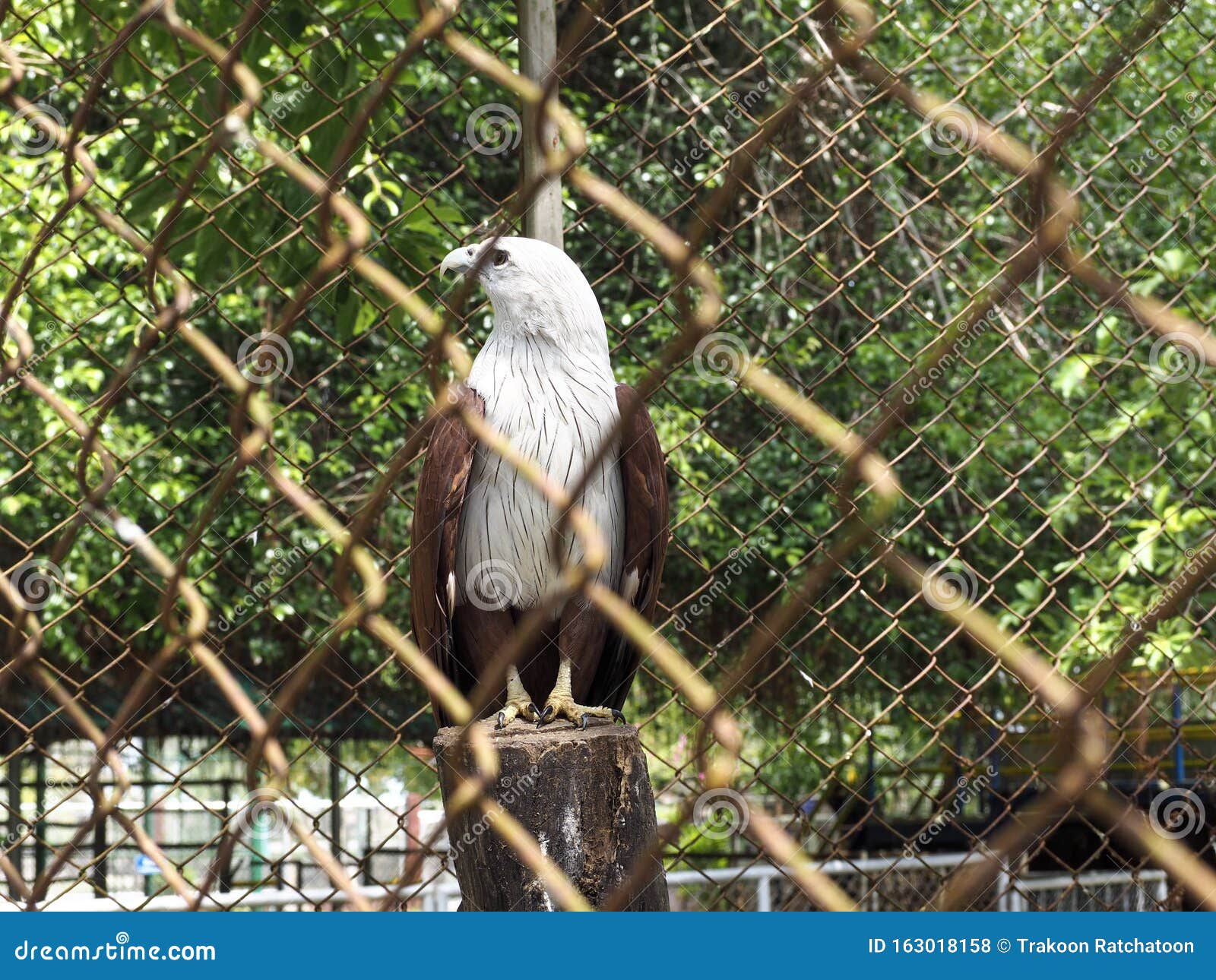 Falcon in the cage stock photo. Image of animal, wing - 163018158