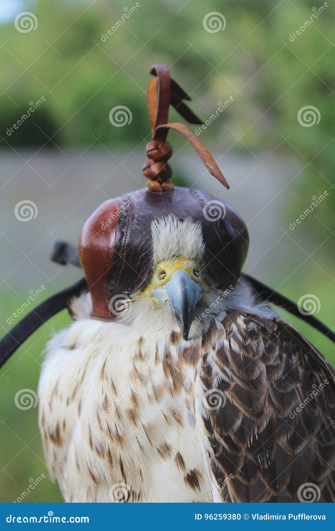 Falcon with Cap stock photo. Image of female, waiting - 96259380