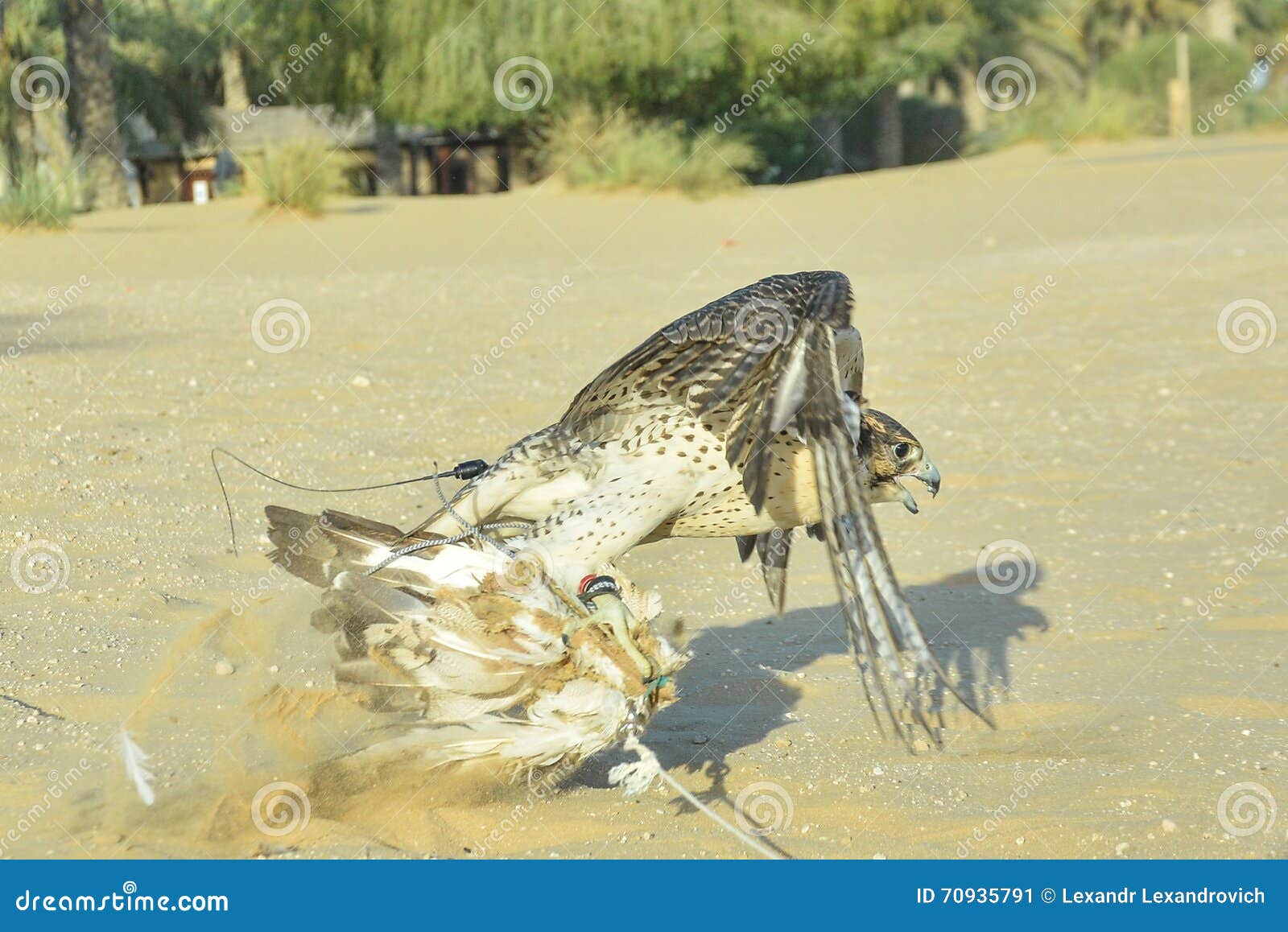 Falcon Catching the Fake Bird in the Desert Stock Image - Image of wild ...
