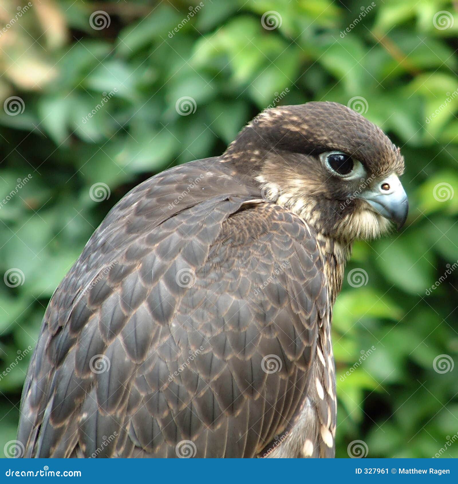 Falcon close-up stock image. Image of raptor, tame, hunting - 327961
