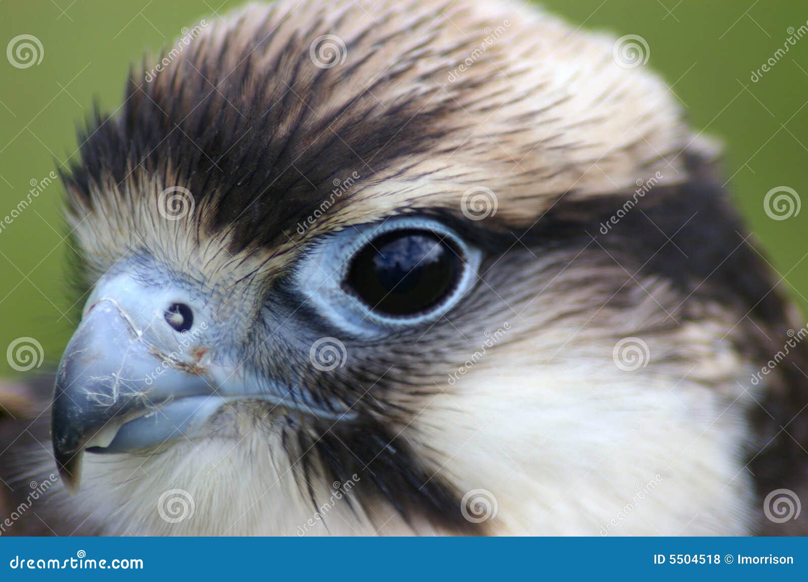 Falcon close up stock photo. Image of falconry, nature - 5504518